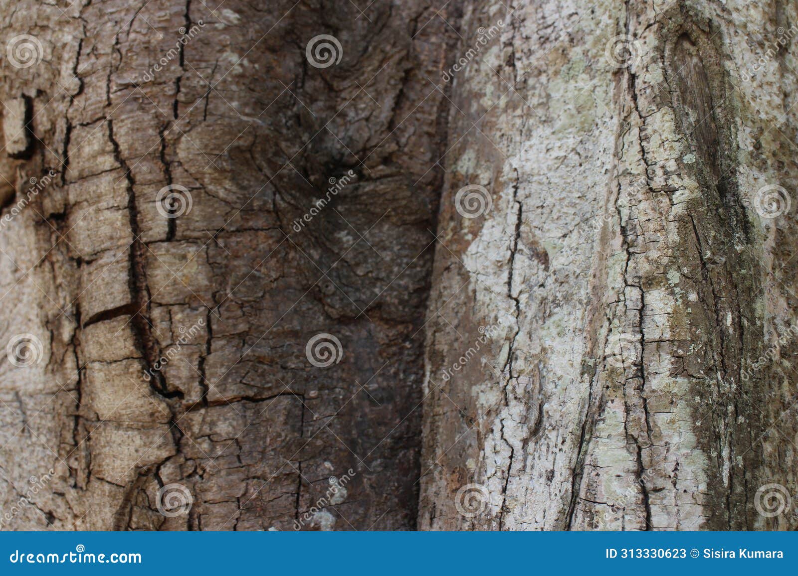 Tree Bark Texture Wallpaper. Seamless Tree Bark Background. the Bark of ...