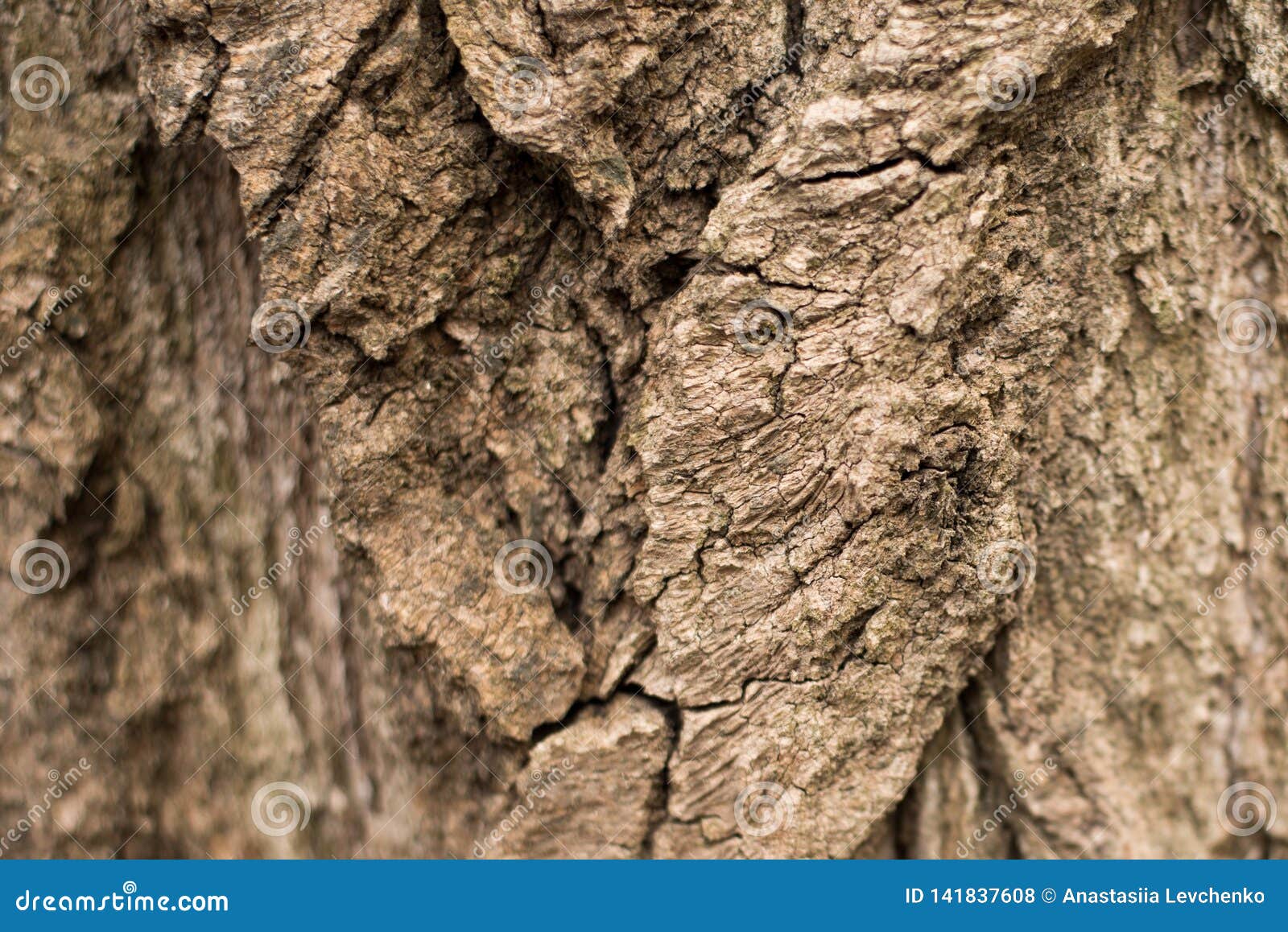 Seamless Tree Bark Background. Brown Tileable Texture of the Old Tree ...