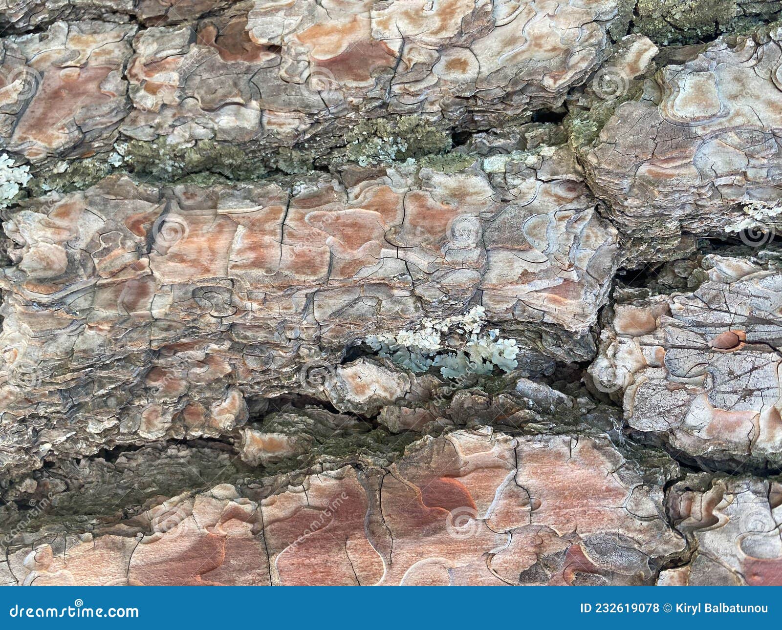 Seamless Tree Bark Background. Brown Tileable Texture of the Old Tree ...
