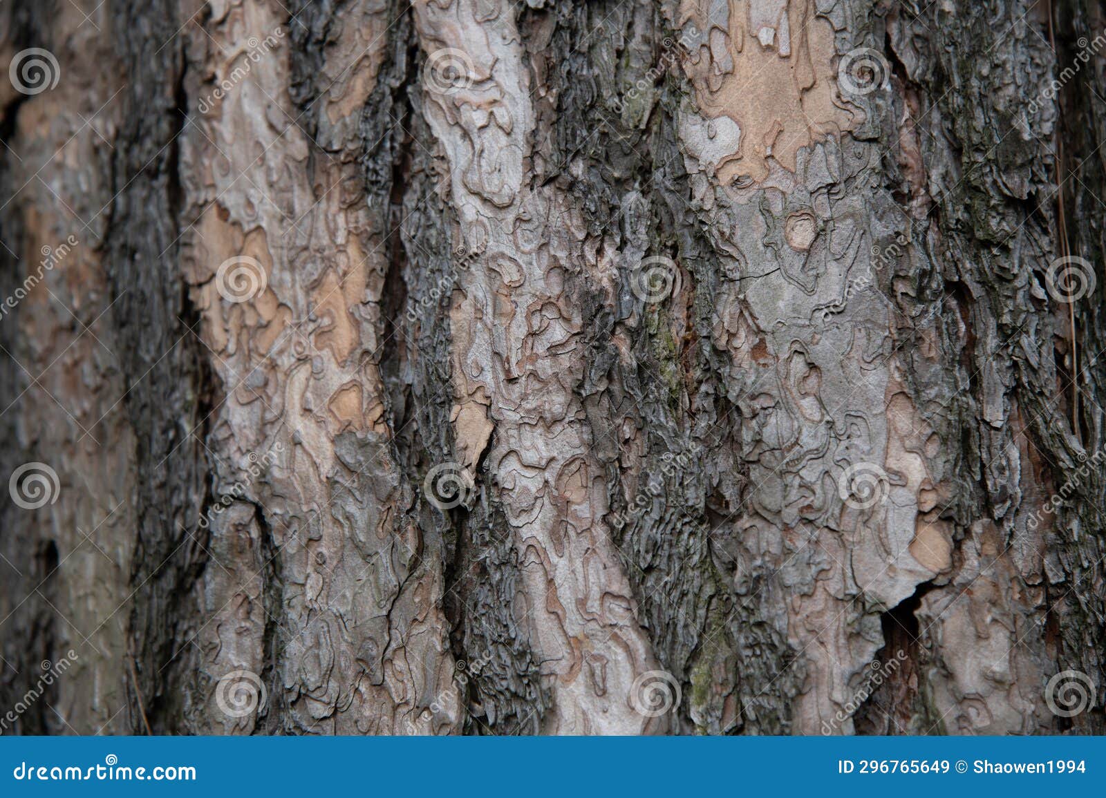Seamless Tree Bark, Rind Texture Stock Image - Image of nature, design ...