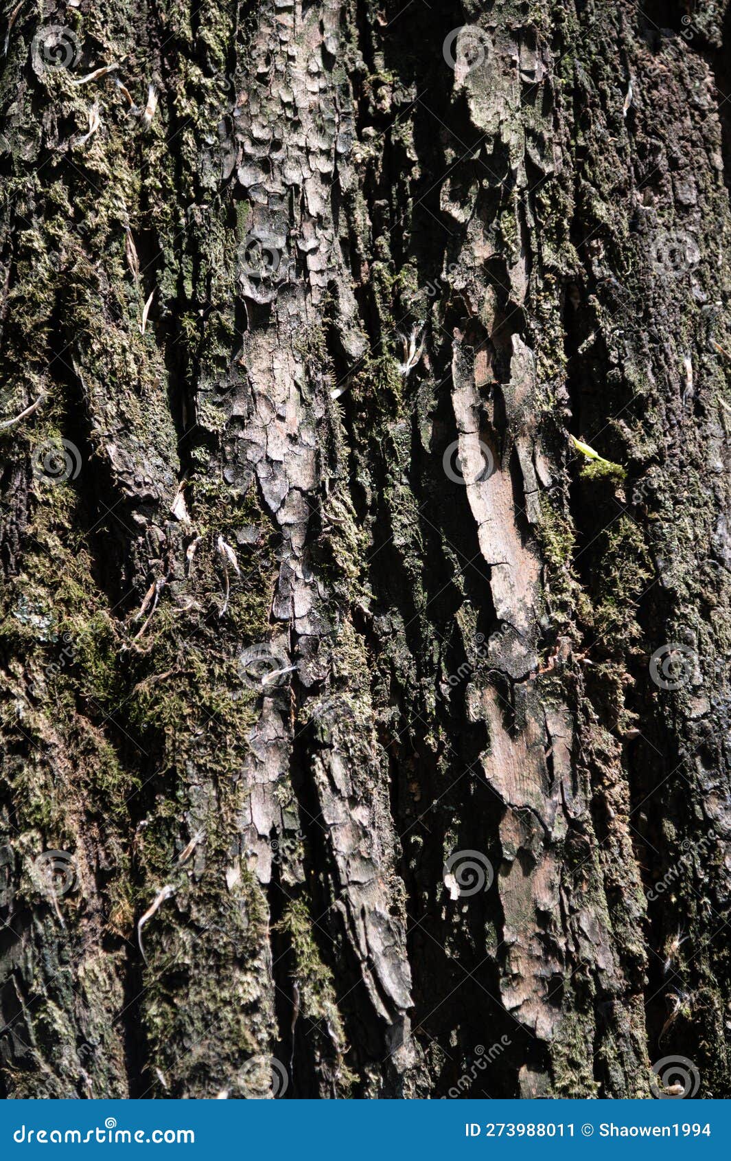 Seamless Tree Bark, Rind Texture Stock Image - Image of seamless ...