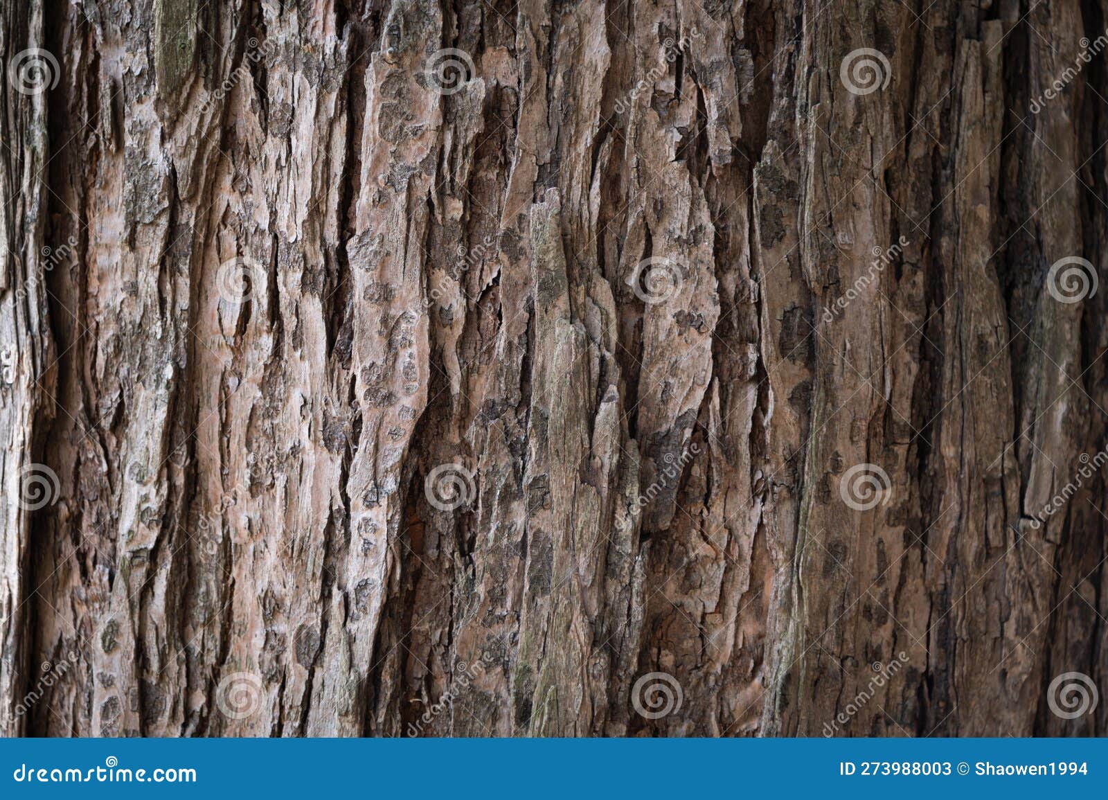 Seamless Tree Bark, Rind Texture Stock Image - Image of color, board ...