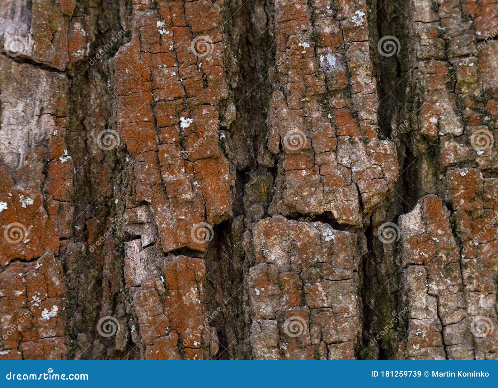 Close Up of the Surface of the Bark. Editorial Stock Image - Image of ...