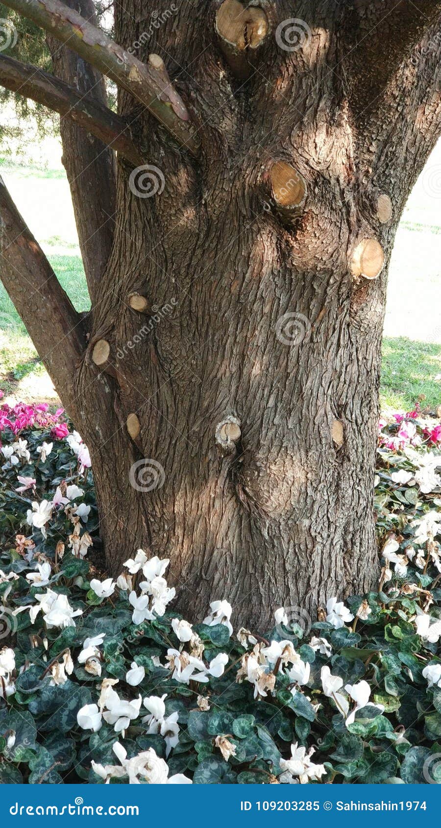 Seamless Tree Trunk Background Texture, Beautiful Tree Trunk Stock ...