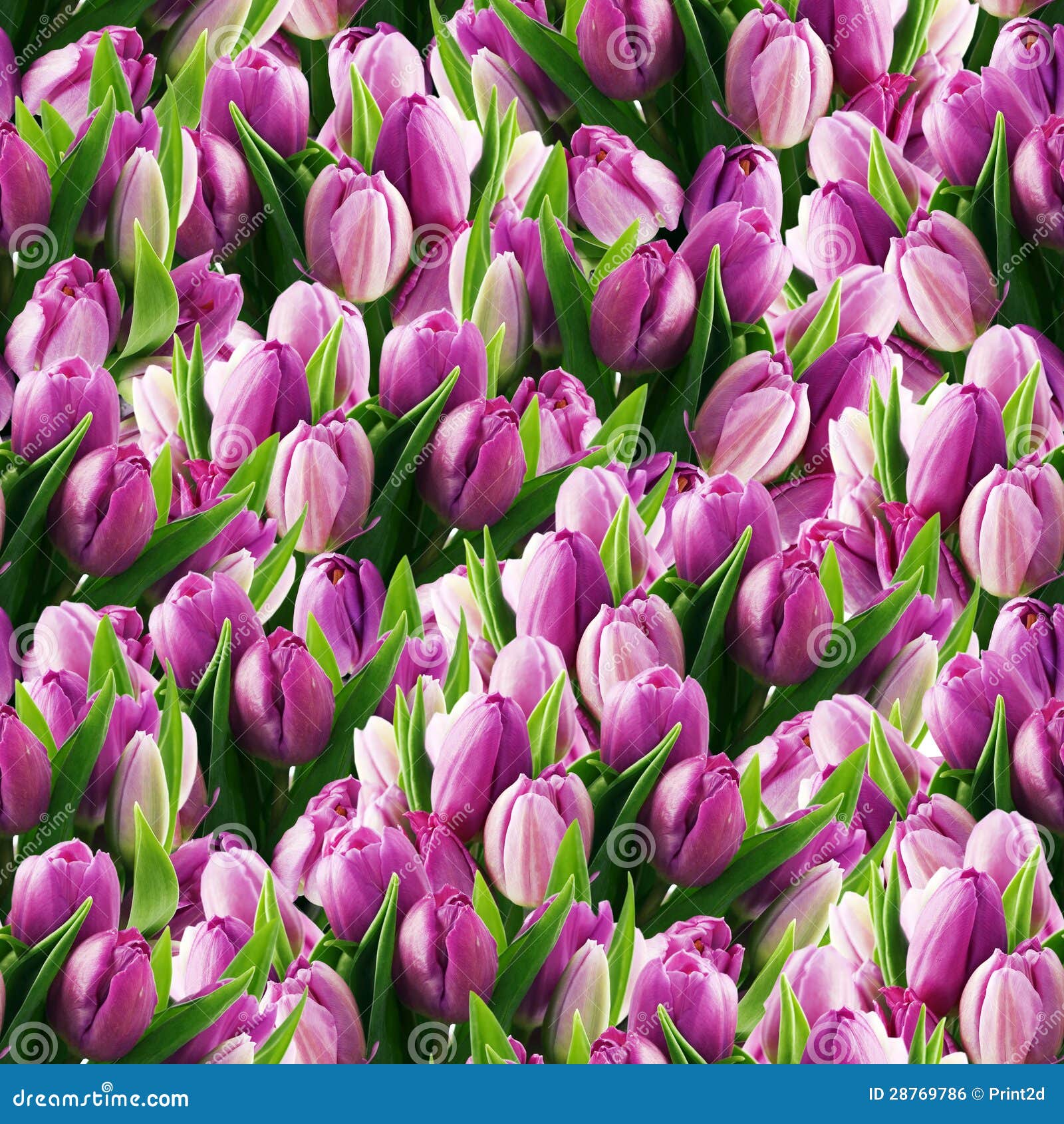 Seamless tulips stock photo. Image of pink, leaf, petal - 28769786