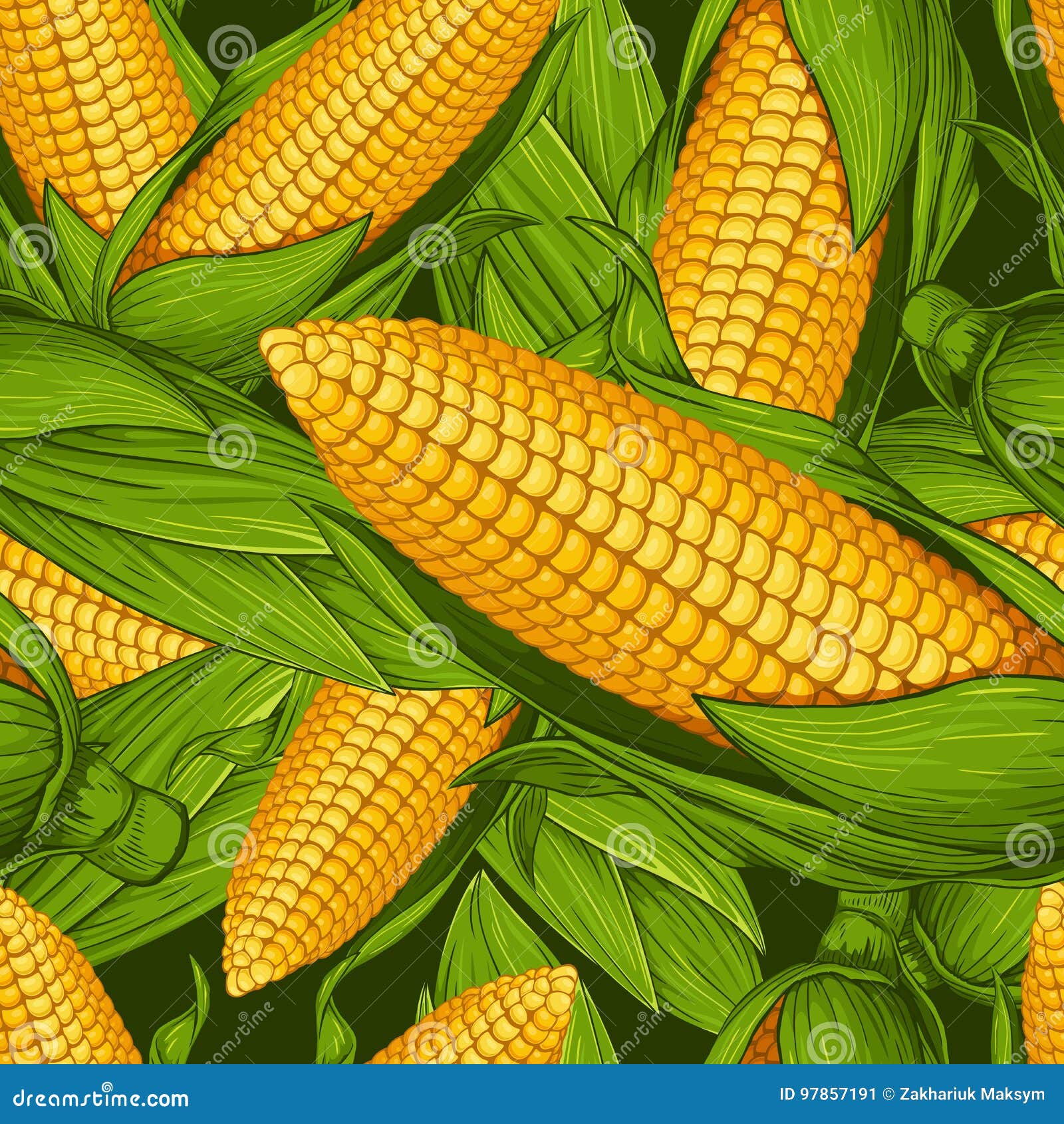 Ripe corn stock vector. Illustration of doodle, husk - 97857191
