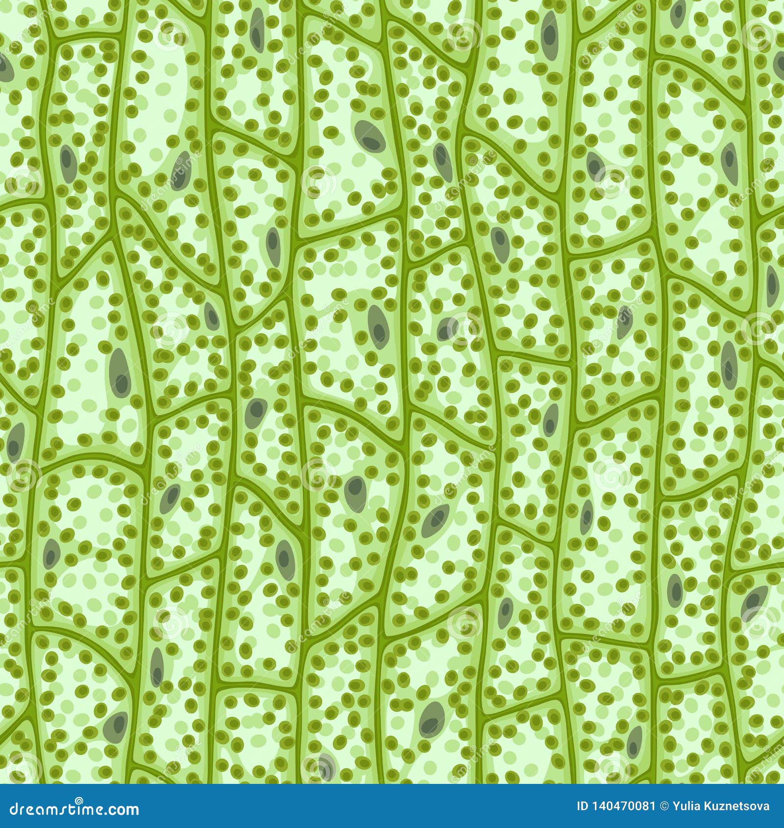 Single Plant Cell Under Microscope