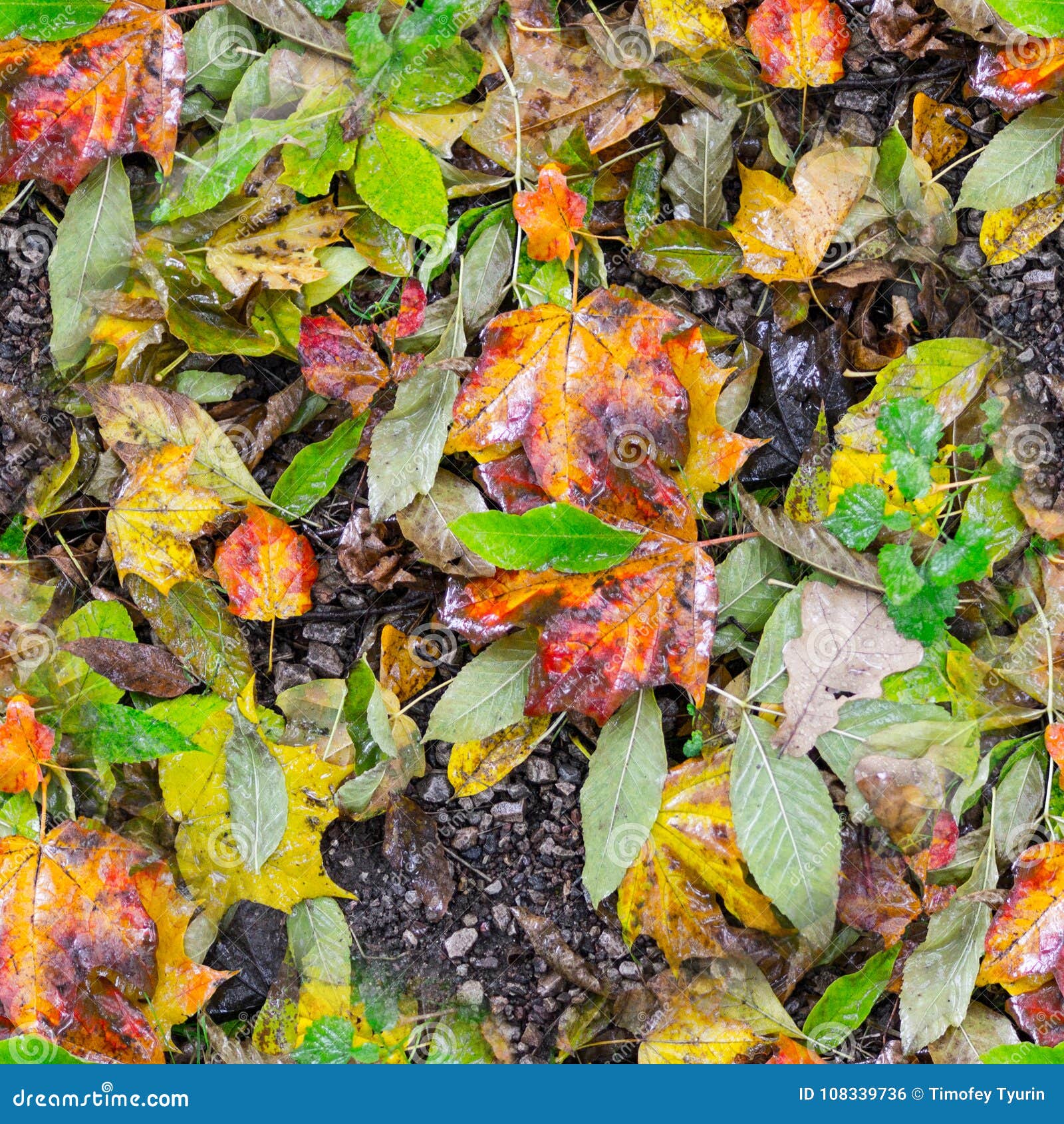 Seamless Wet Leaves Texture. Background, Nature. Stock Photo - Image of ...
