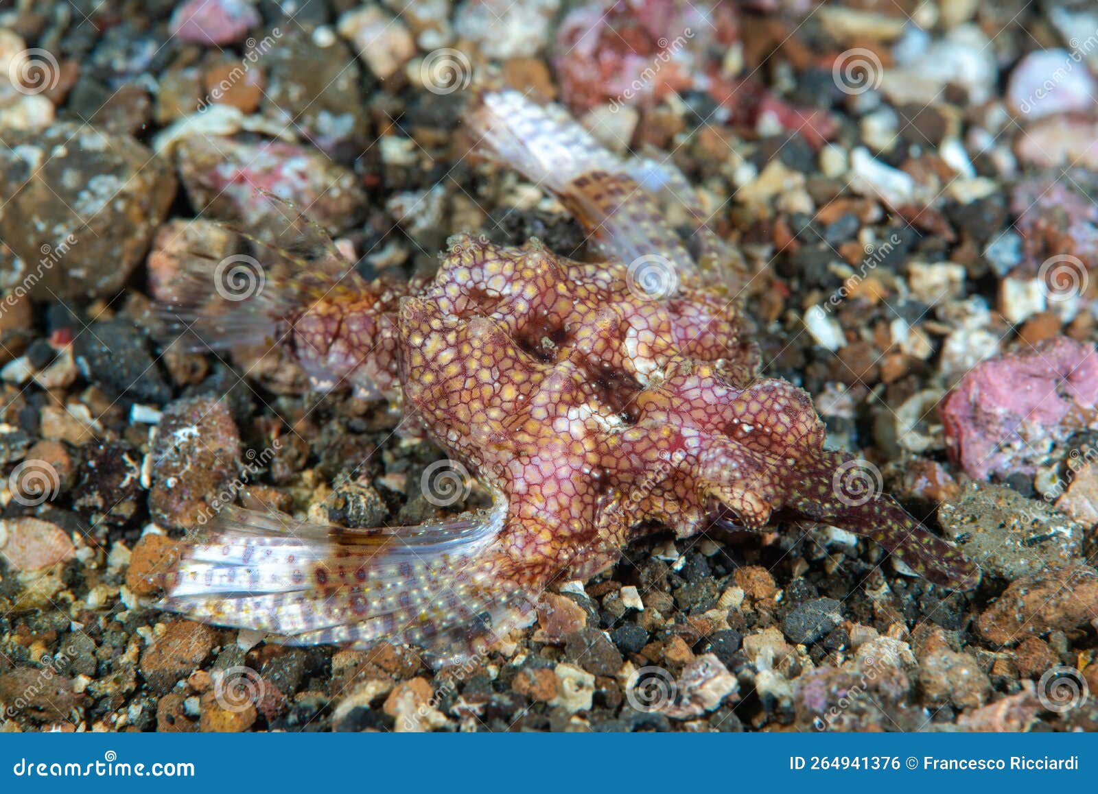 Seamoth Dragon, Eurypegasus Draconi Stock Photo - Image of biology ...