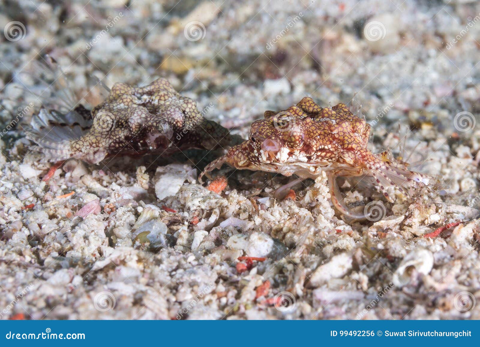 Seamoth Pegasidae Stock Photos - Free & Royalty-Free Stock Photos from ...