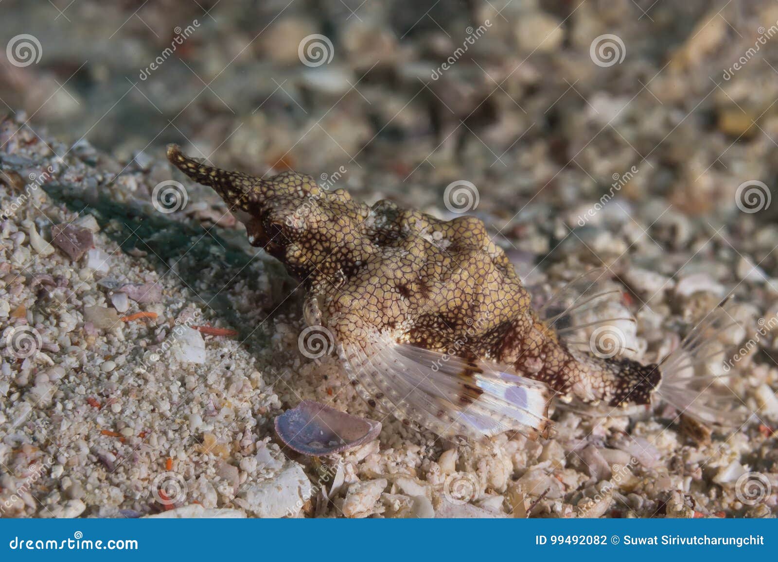 Seamoth Pegasidae fish stock photo. Image of underwater - 99492082