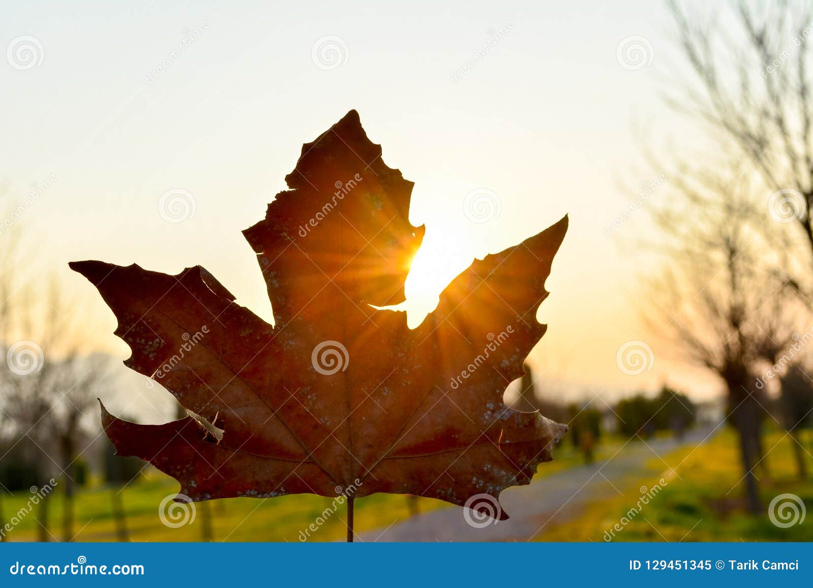 Sear Broad Leaf and Sun through. Stock Image - Image of yellow ...