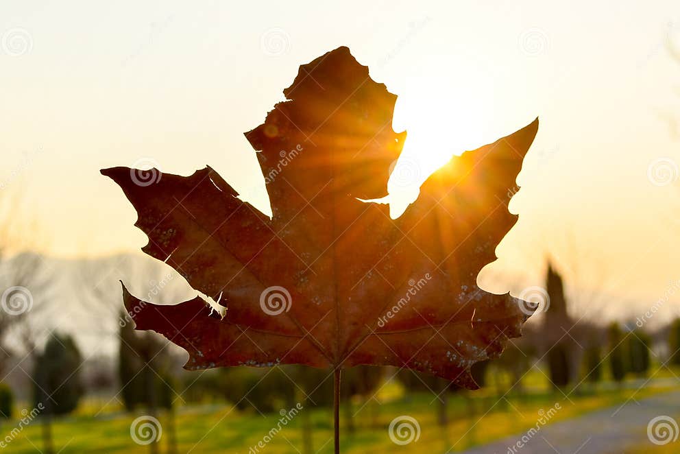Sear Broad Leaf and Sun through. Stock Photo - Image of sequential ...