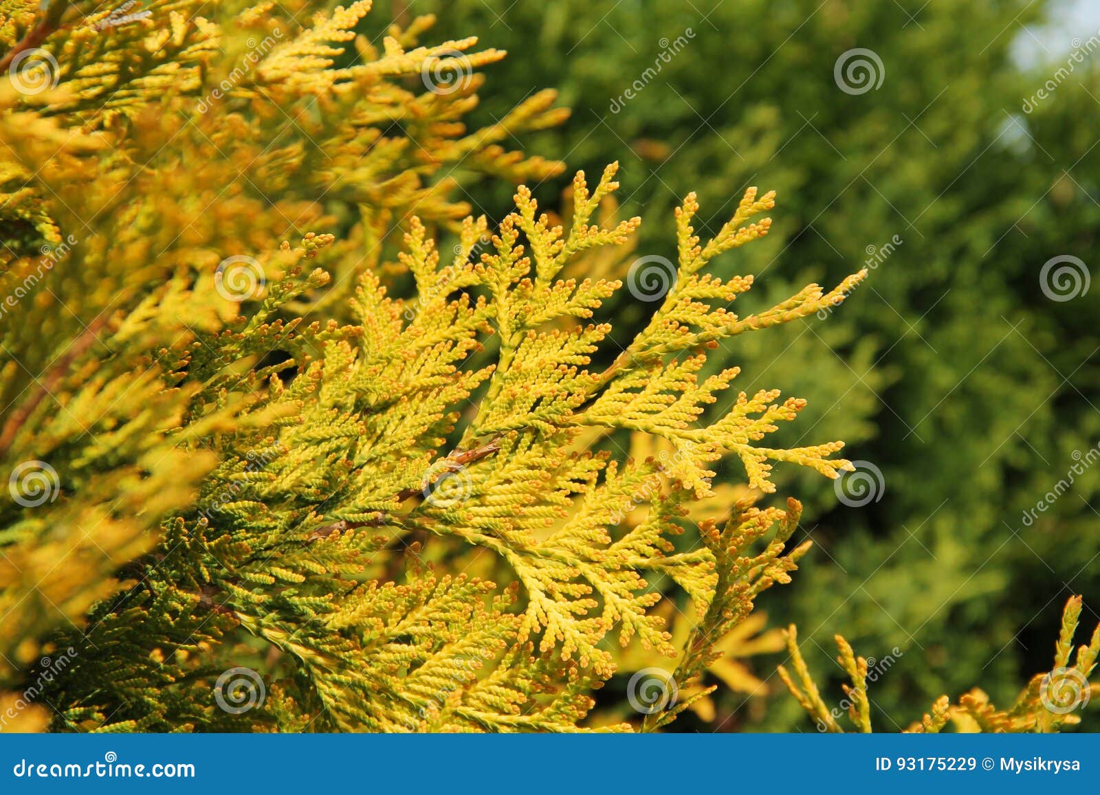 Sear cedar twig stock image. Image of dryness, detail - 93175229