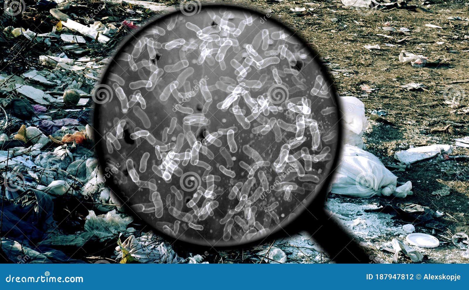 Search for Bacteria in the Garbage Stock Photo - Image of fungus ...