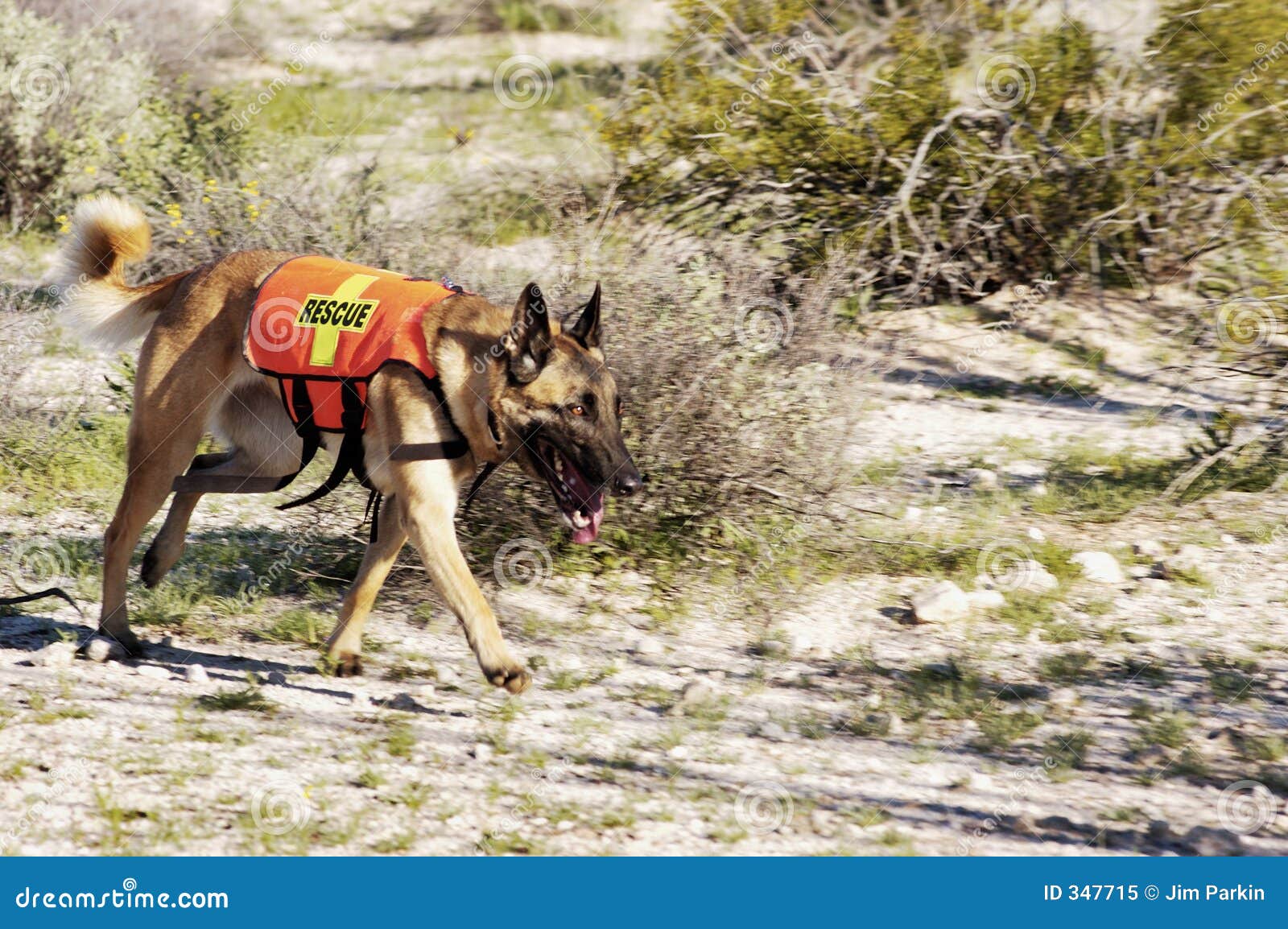 Search Dog stock image. Image of sonoran, tracking, seek - 347715