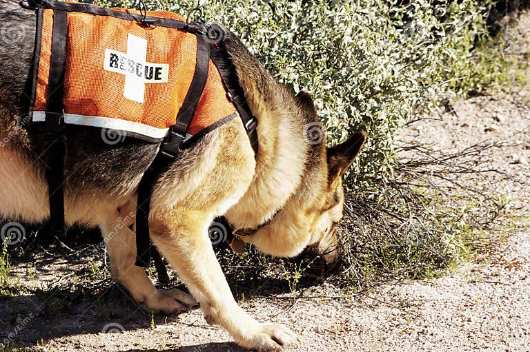 Search Dog stock photo. Image of canines, missing, search - 347722