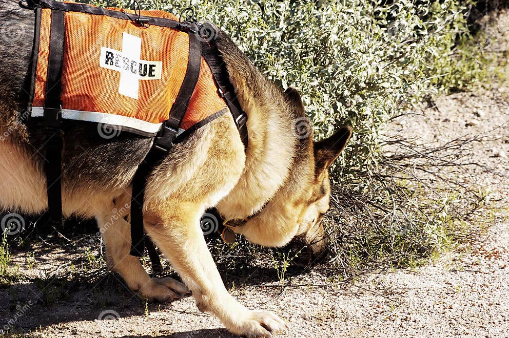 Search Dog stock photo. Image of canines, missing, search - 347722