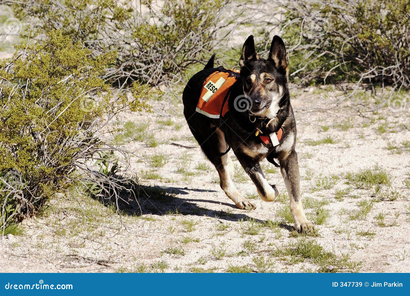 Search Dog stock image. Image of lost, united, rescue, scent - 347739