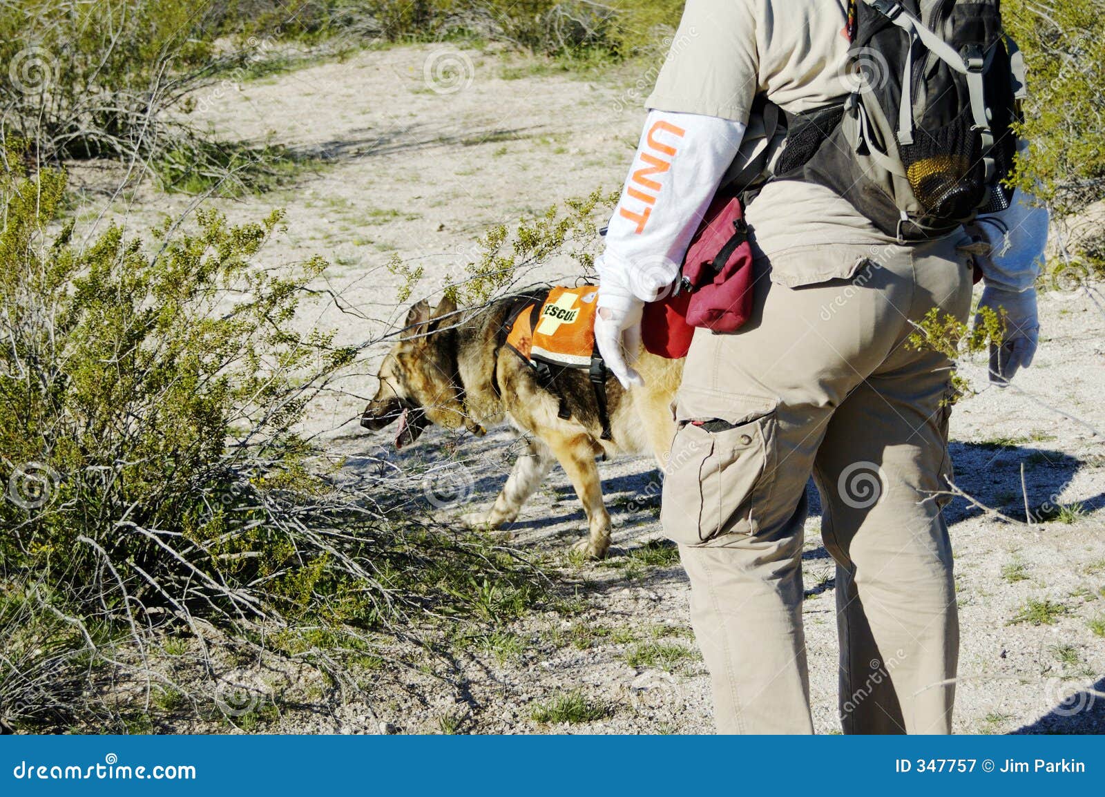 Search Dog stock image. Image of missing, canine, unit - 347757