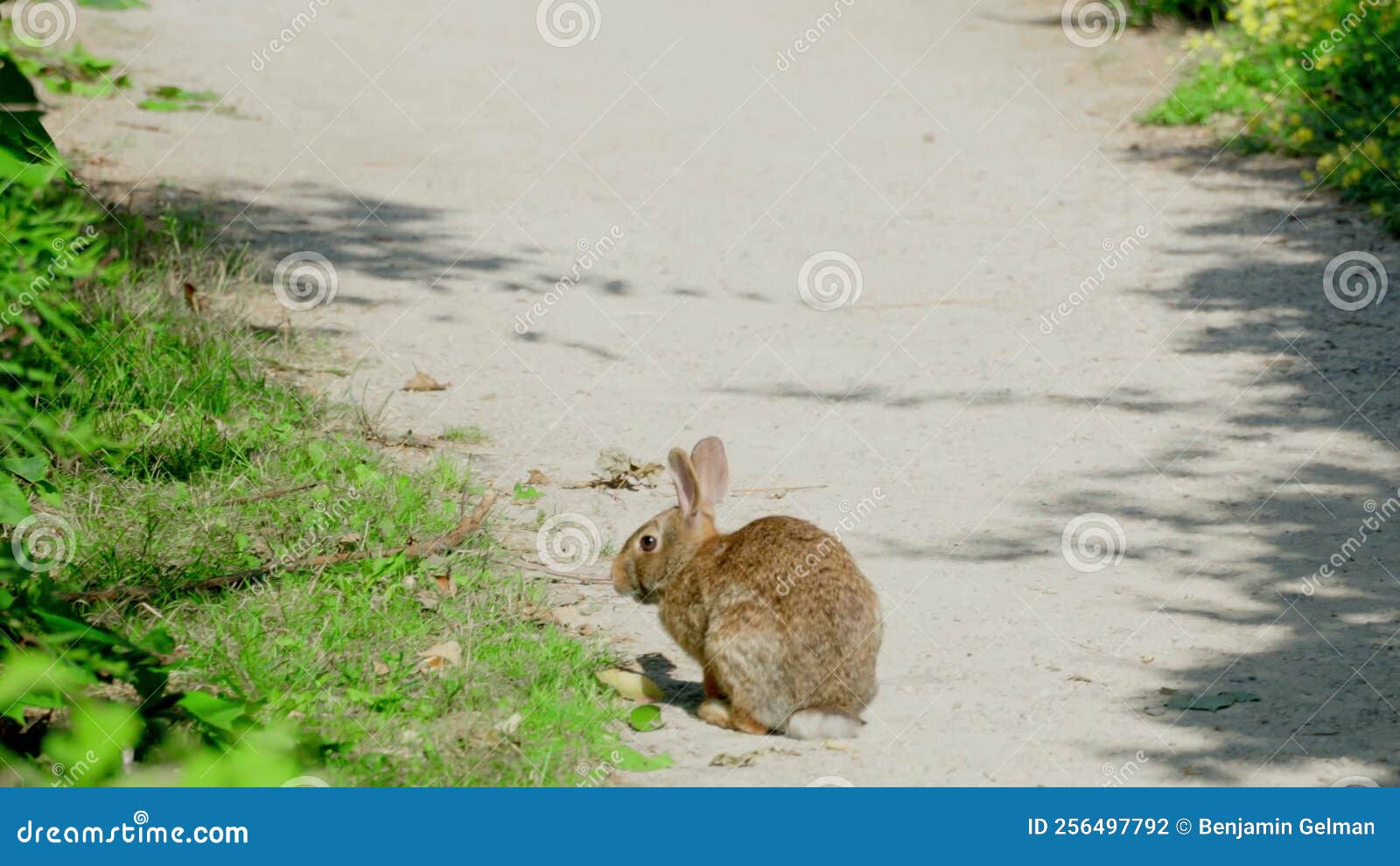 Young Hare on a Forest Path Stock Footage - Video of forest, animal ...