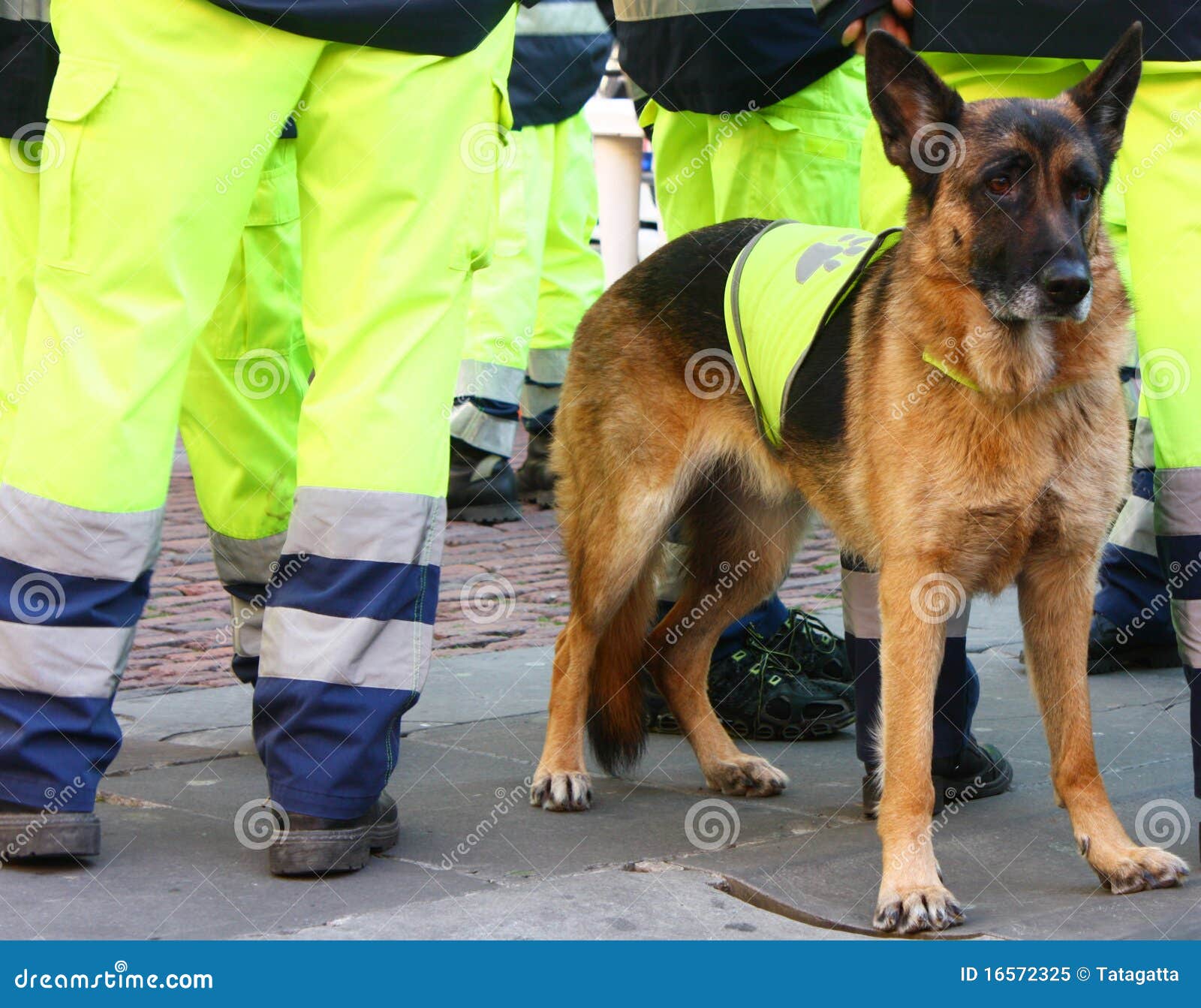 Search and Rescue Dog stock image. Image of rescuer, trained - 16572325