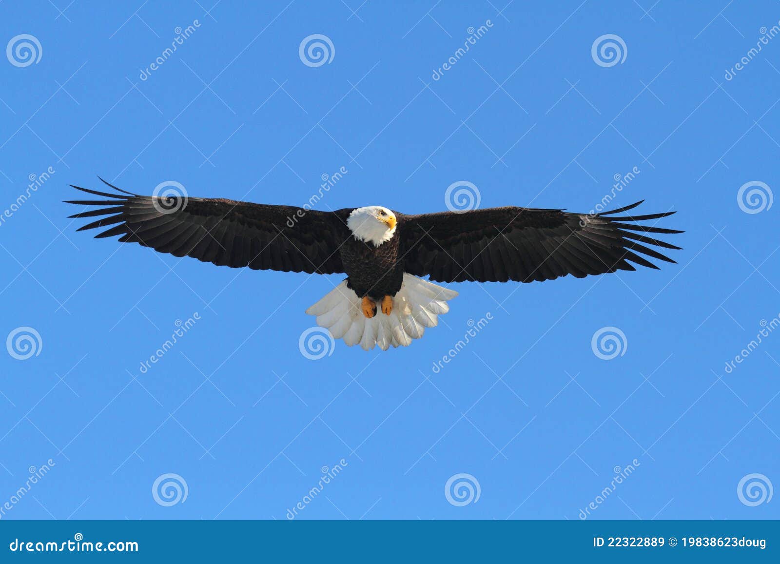 Searching stock image. Image of american, bird, wings - 22322889