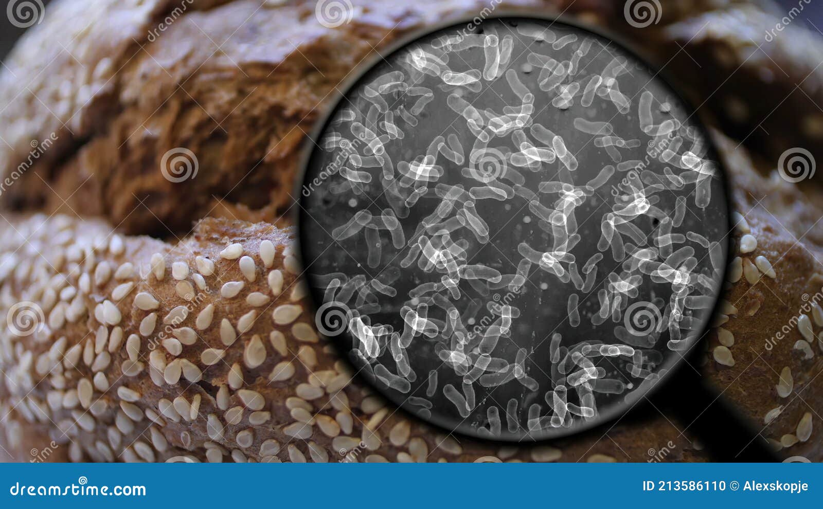 Searching for Bacteria in Bread Stock Photo - Image of microscope ...