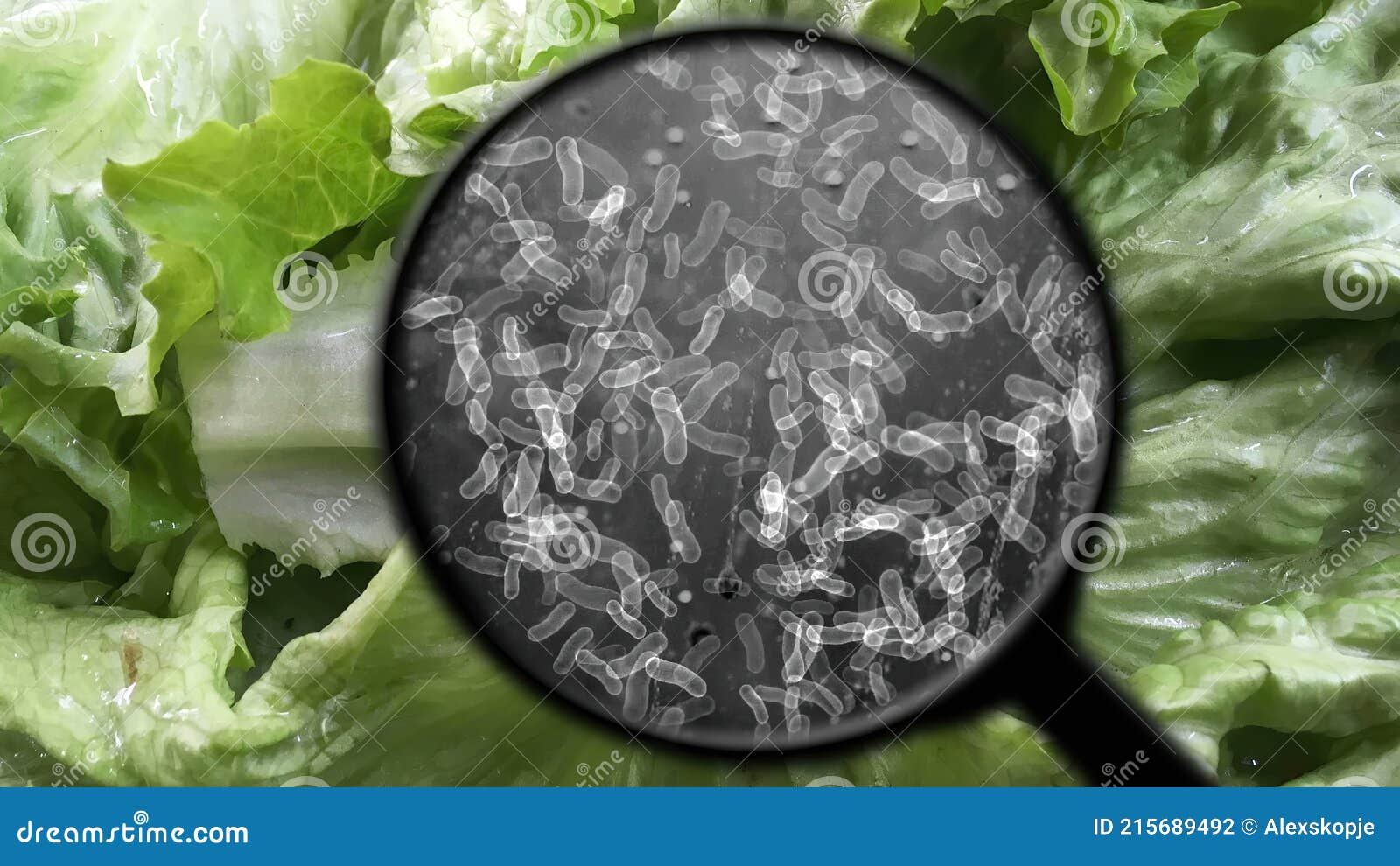 Searching for Bacteria in Lettuce Stock Photo - Image of microscope ...