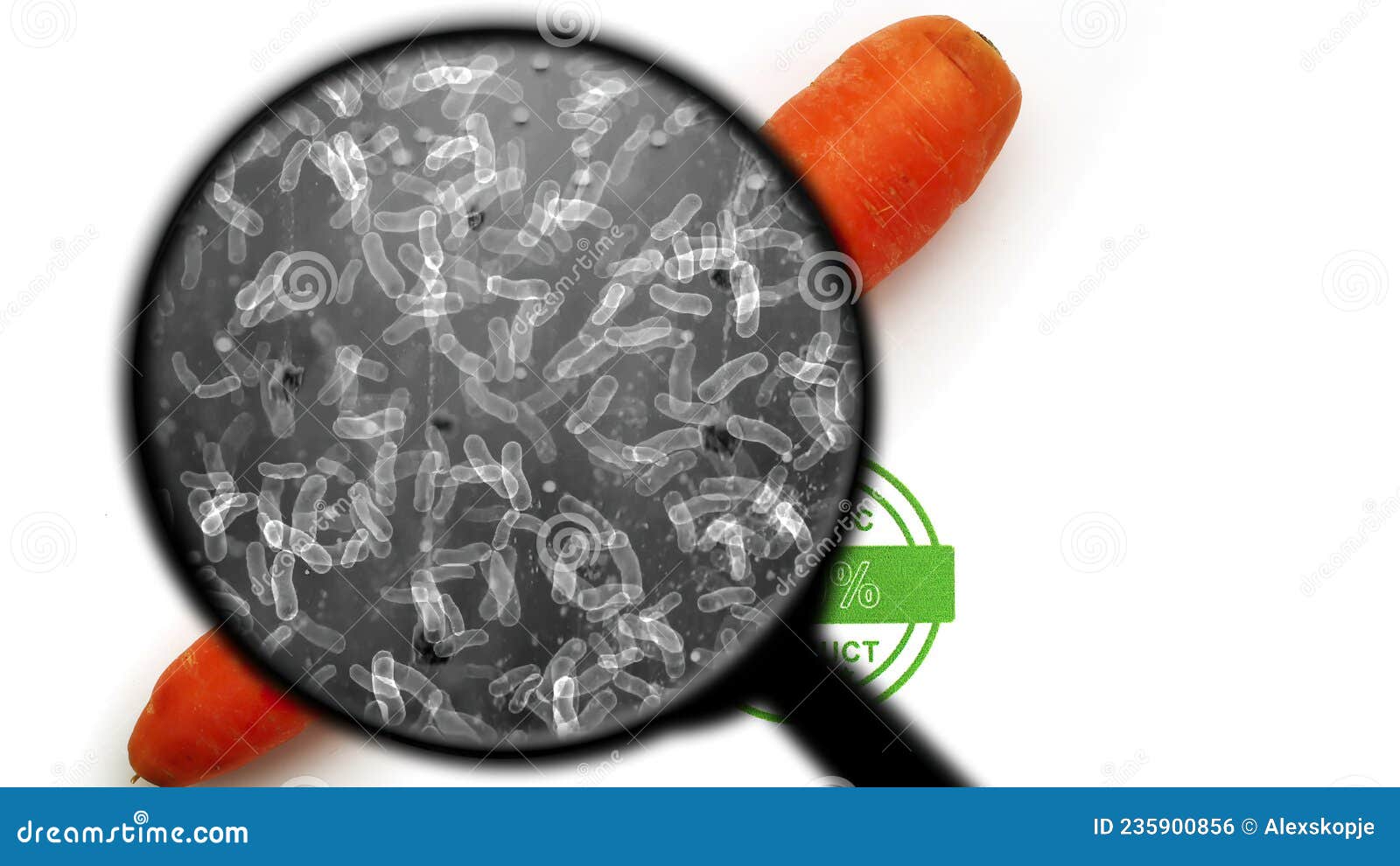 Searching for Bacteria in Organic Carrot Stock Photo - Image of ...