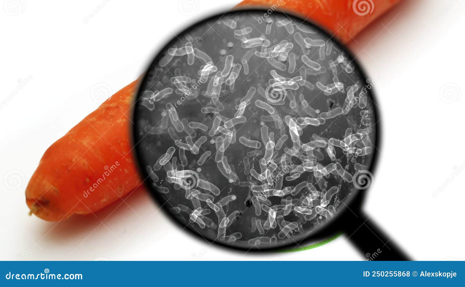 Searching for Bacteria in Vegetables Stock Photo - Image of cell, bread ...