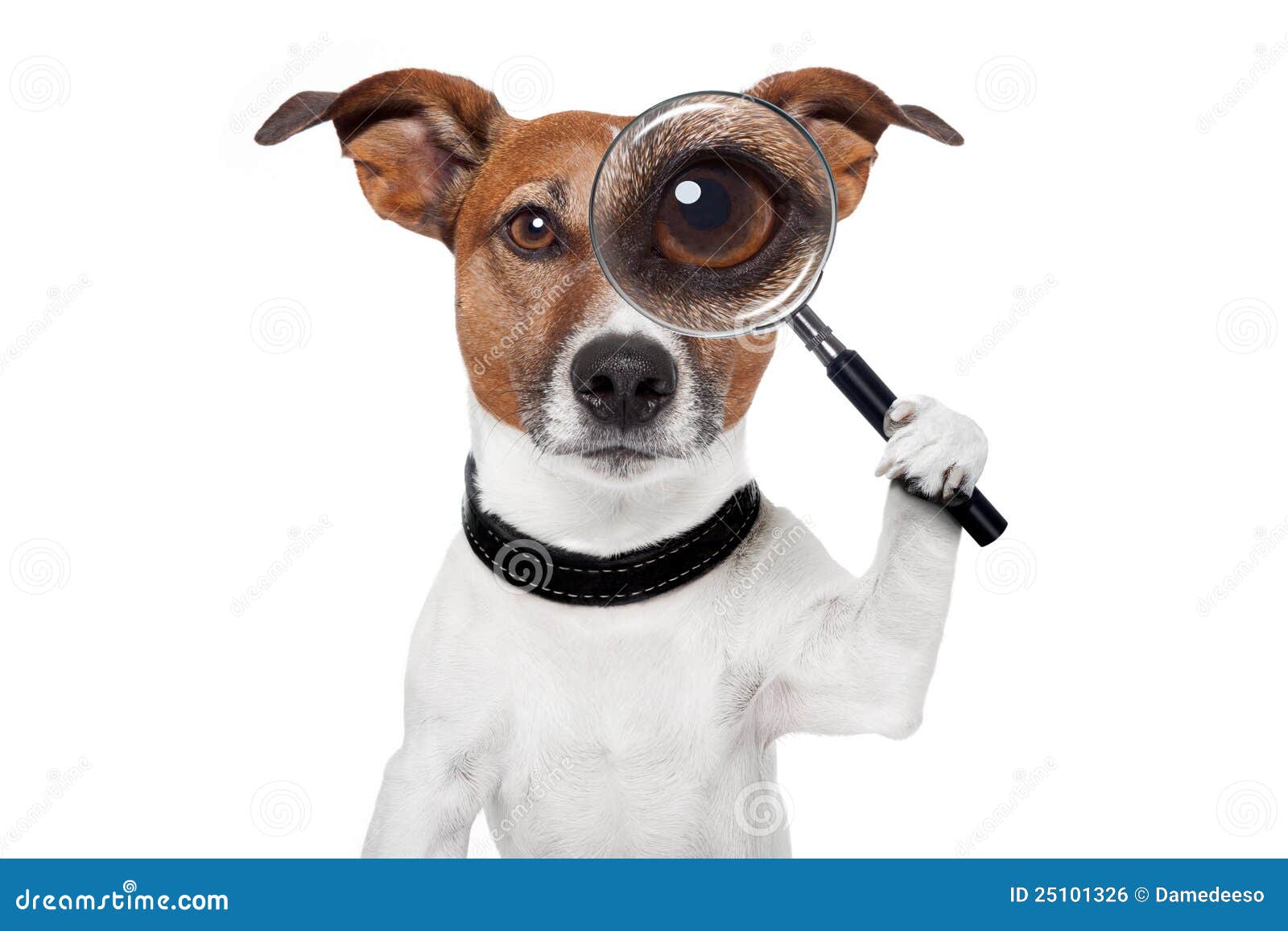 Searching Dog with Magnifying Glass Stock Photo - Image of humor ...
