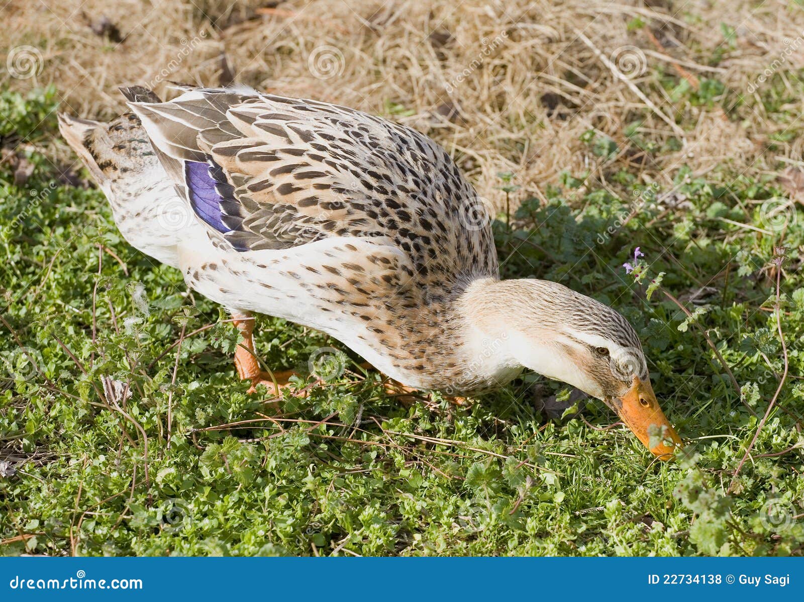 Searching duck stock photo. Image of feathers, brown - 22734138