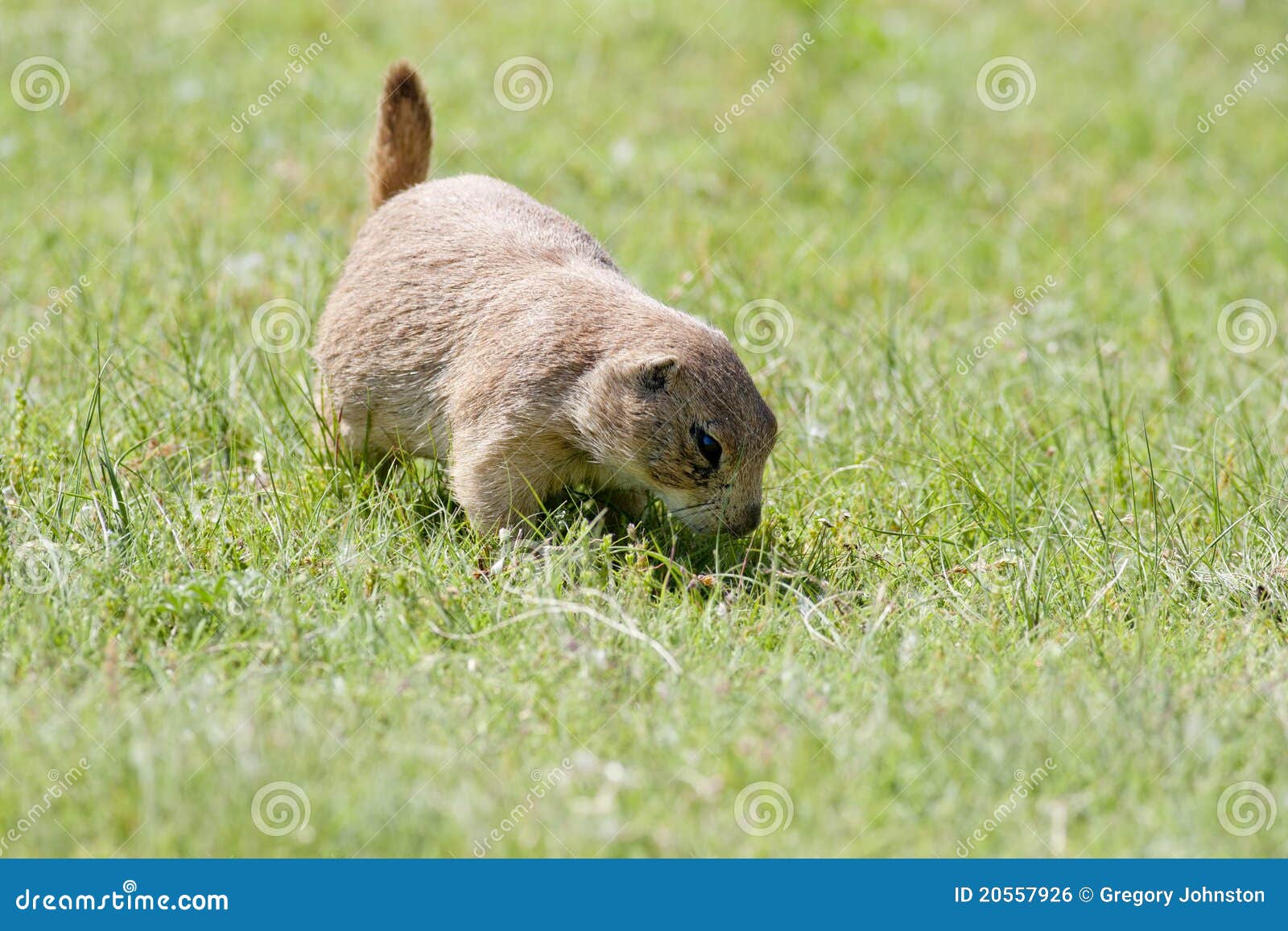 Searching the ground. stock photo. Image of prairie, rodents - 20557926