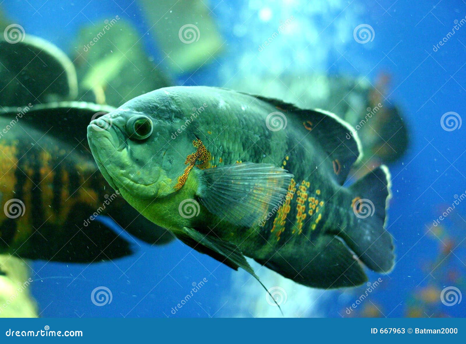 Seargent fish in aquarium stock image. Image of panama - 667963