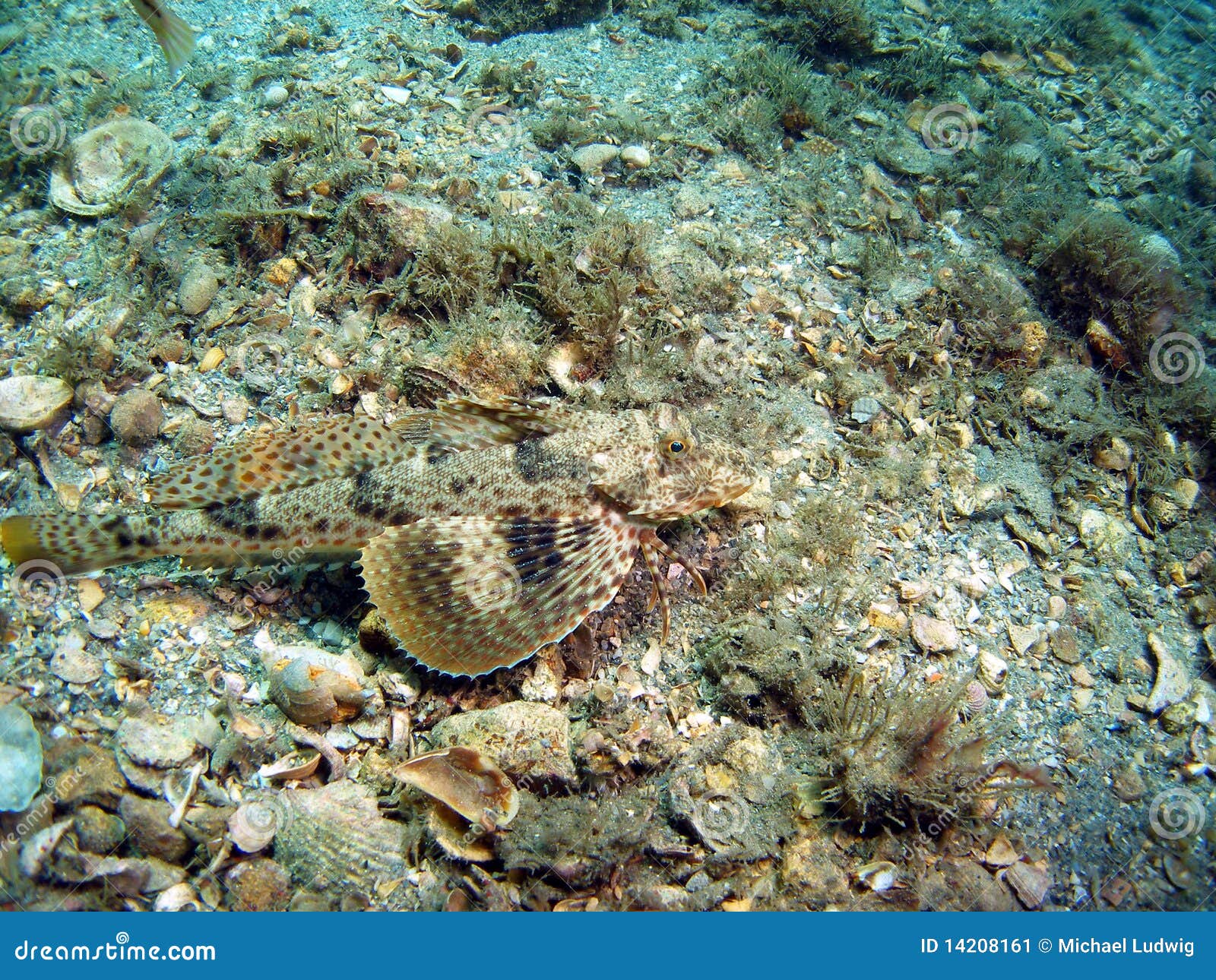 Searobin stock image. Image of blue, mound, floor, arrow - 14208161