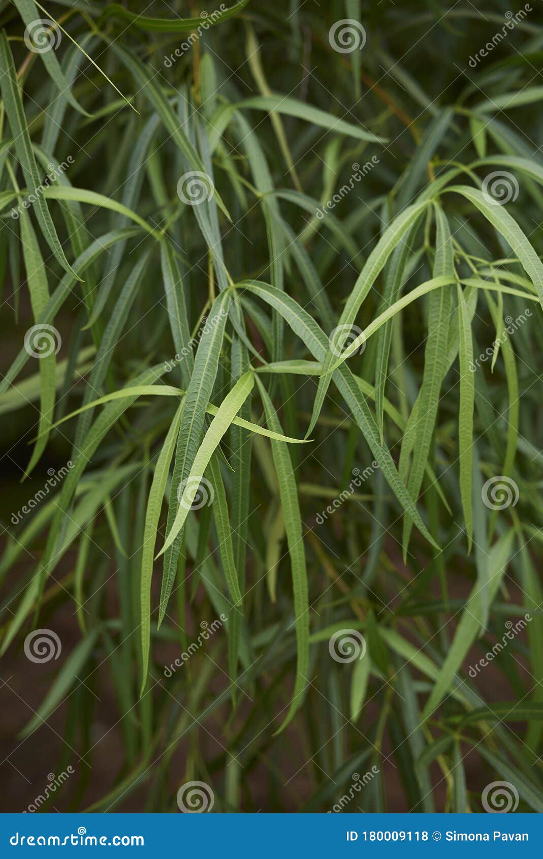 Searsia Lancea, Karee Tree, African Sumac, Willow Rhus Royalty-Free ...