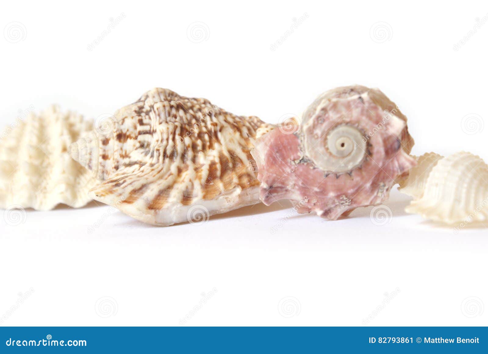 Seas Shells Row stock image. Image of ocean, beauty, mollusk - 82793861