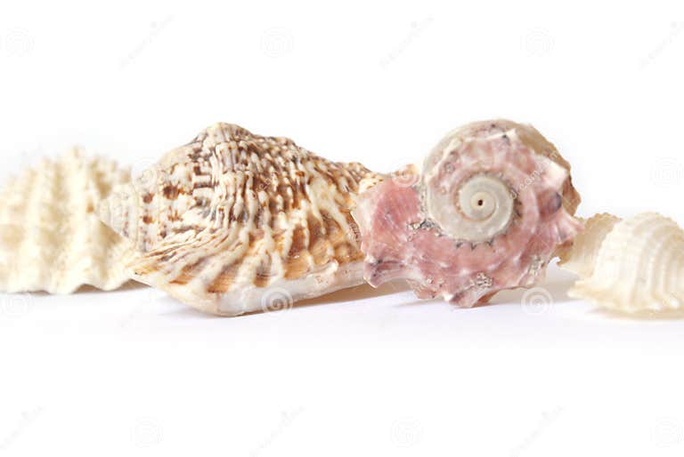 Seas Shells Row stock image. Image of ocean, beauty, mollusk - 82793861
