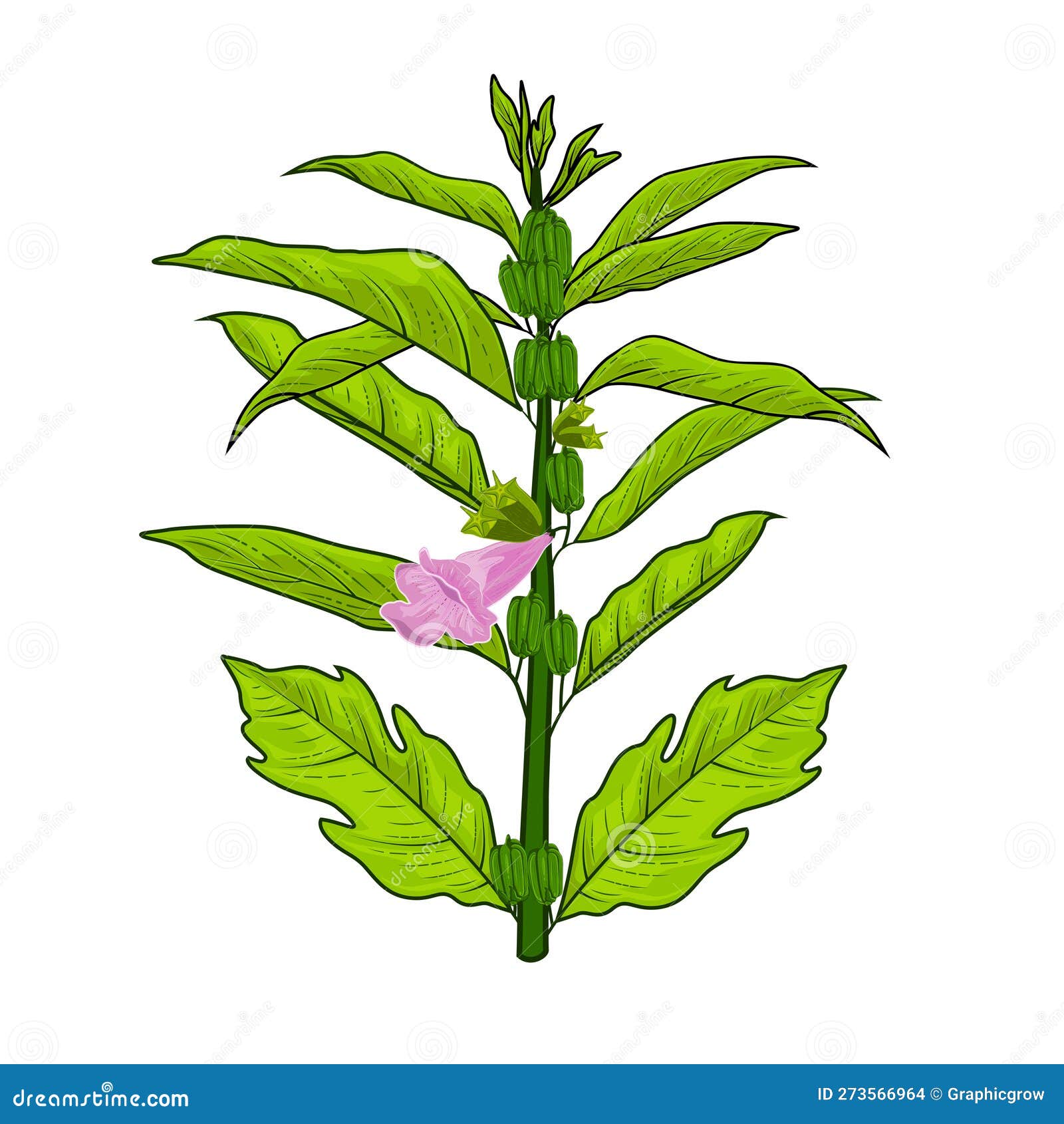 Sesame Plant Vector Illustration with Green Leaves Stock Vector ...
