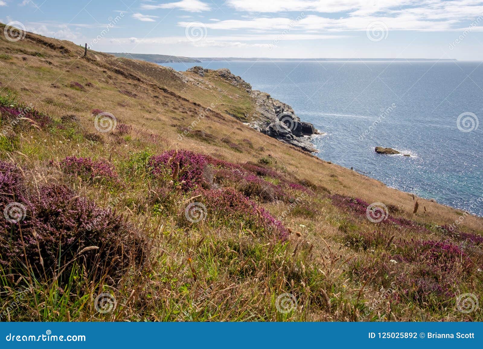 Heather grows in Cornwall stock photo. Image of cornish - 125025892