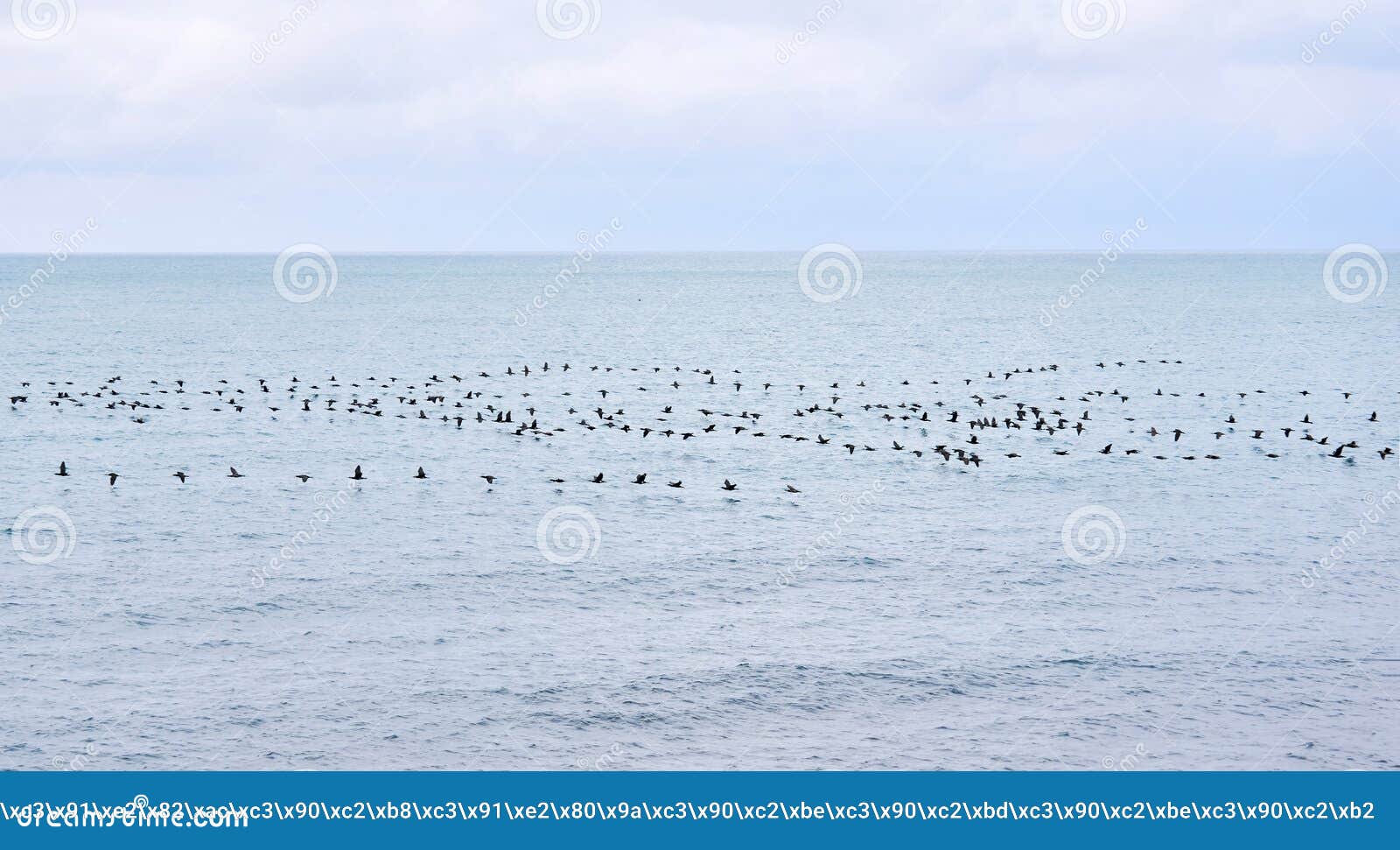 Seascape with a Flock of Migratory Birds Flying Low Over the Water ...