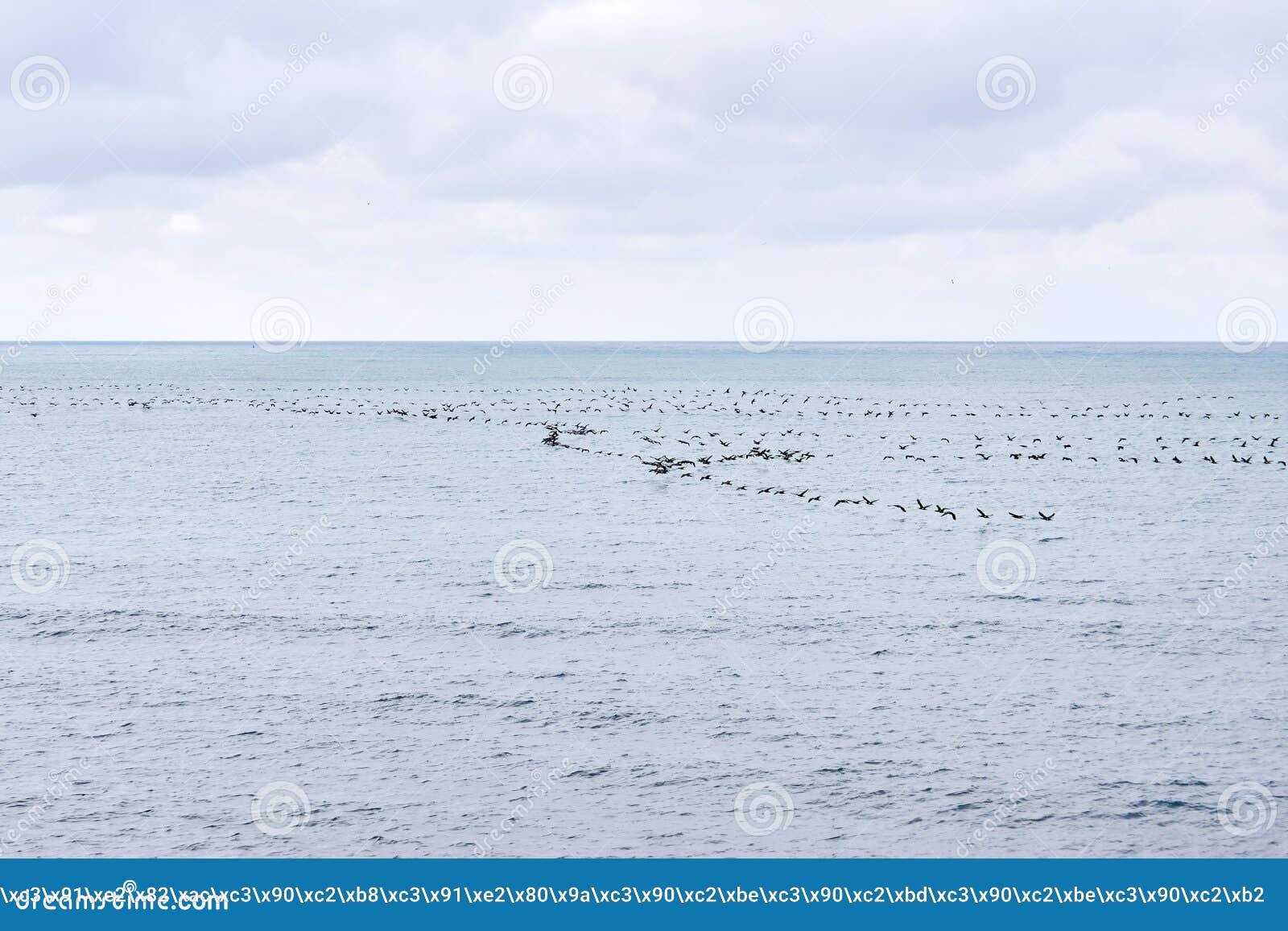 Seascape with a Flock of Migratory Birds Flying Low Over the Water ...