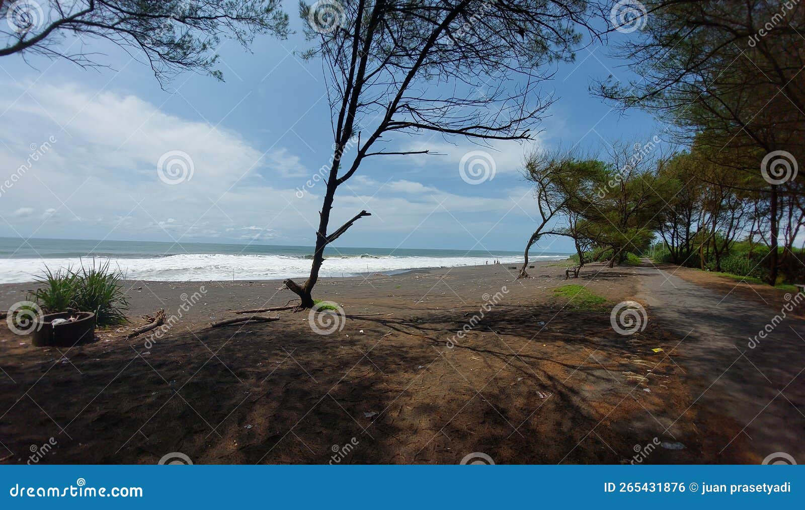 Seascape, Nature Scene, Oceanside Trees Stock Photo - Image of trees ...