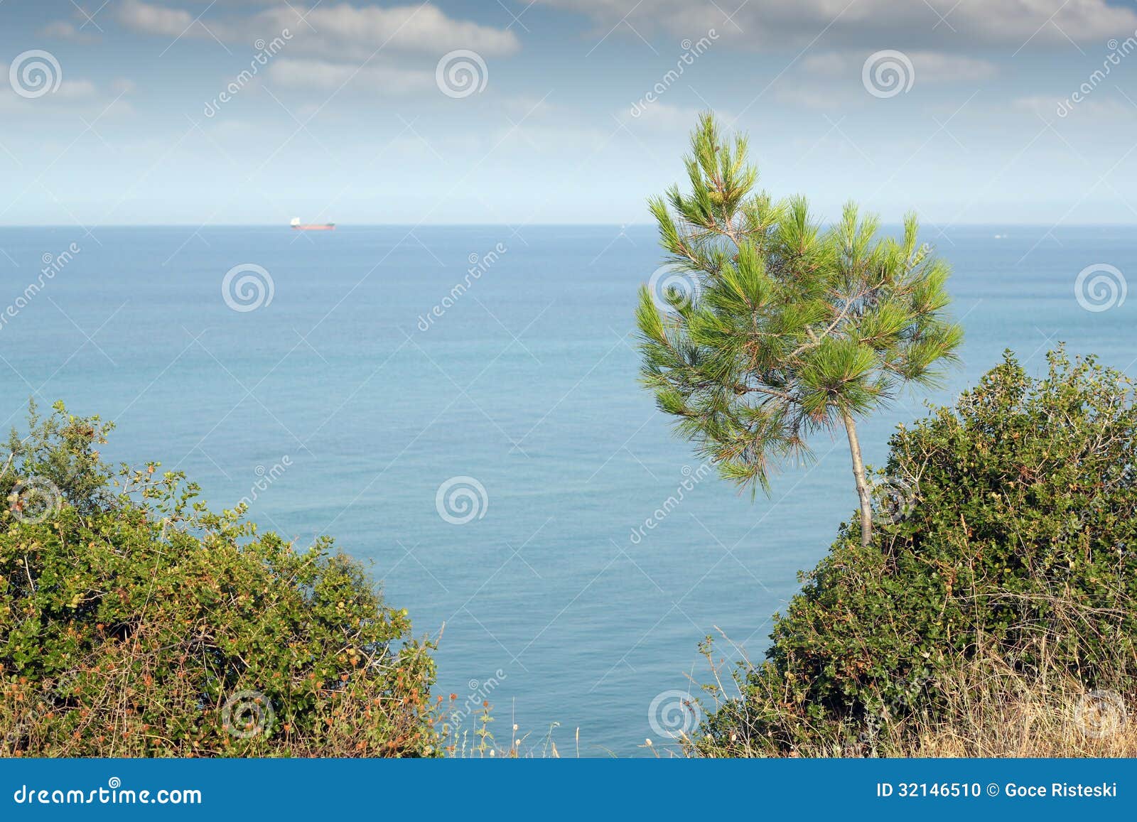 Seascape with pine tree stock photo. Image of nature - 32146510