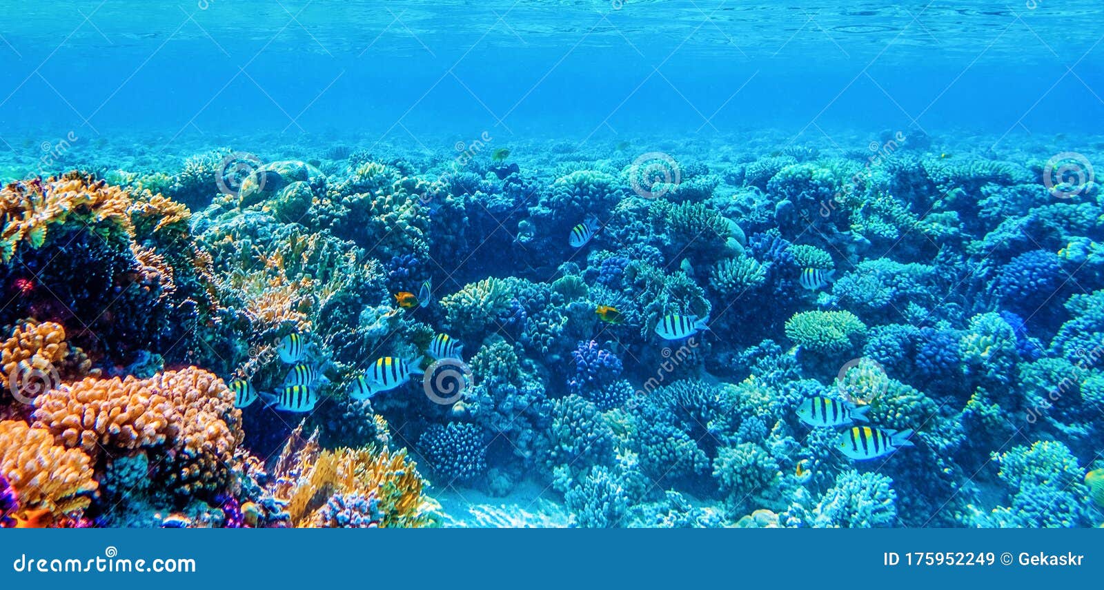 Seascape with Tropical Fish and Coral Reefs Stock Image - Image of ...