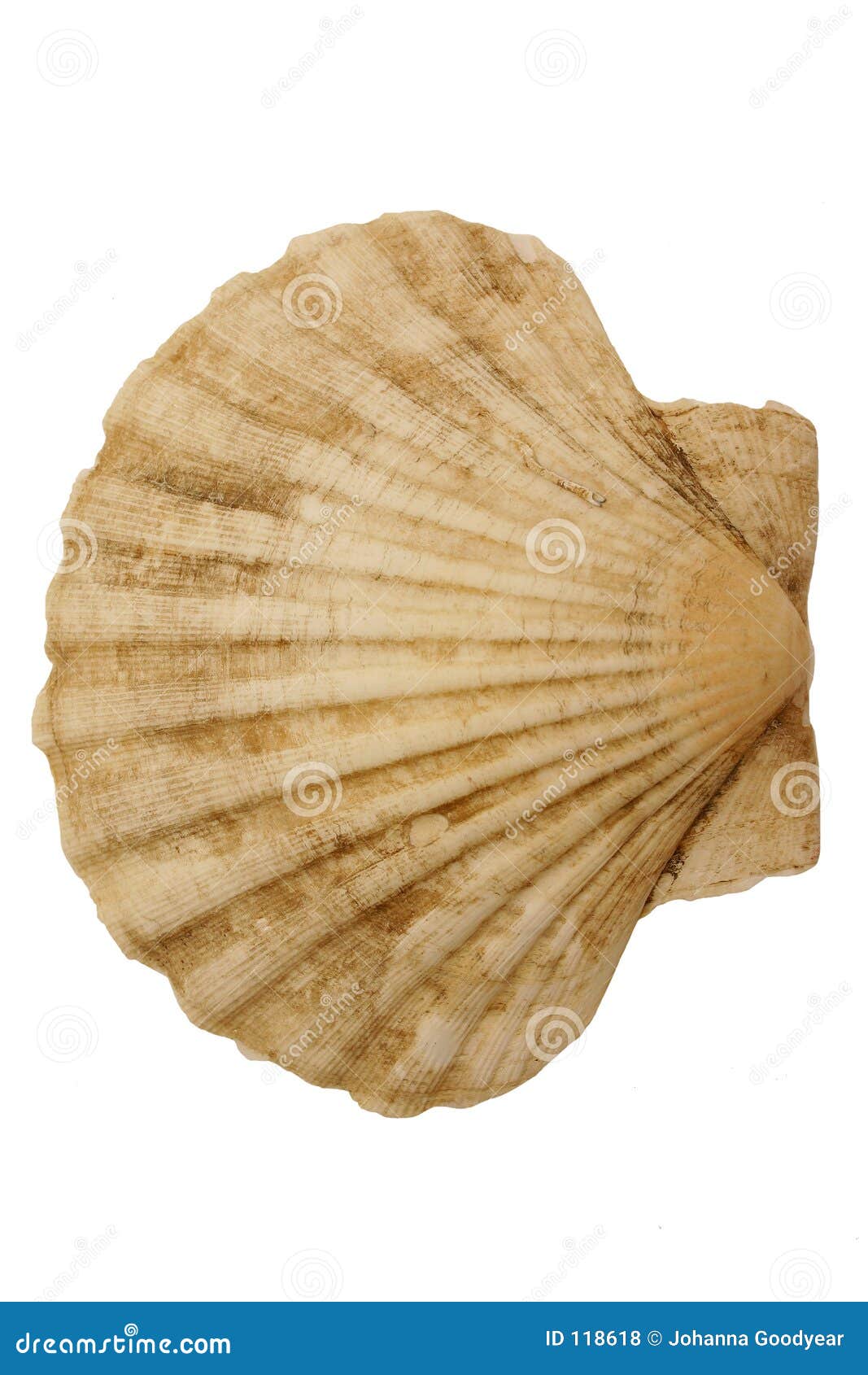 Seashell stock photo. Image of species, scallop, ocean - 118618