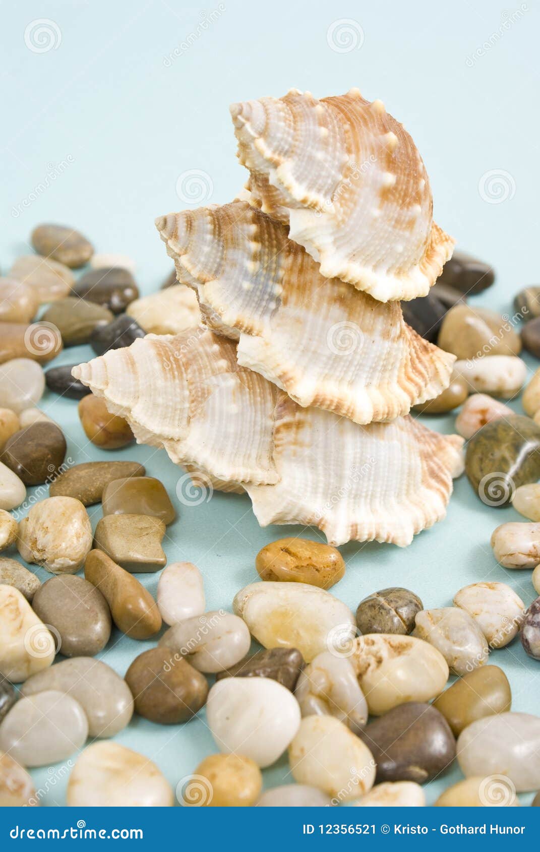 Seashell stock image. Image of rock, grey, travel, marine - 12356521