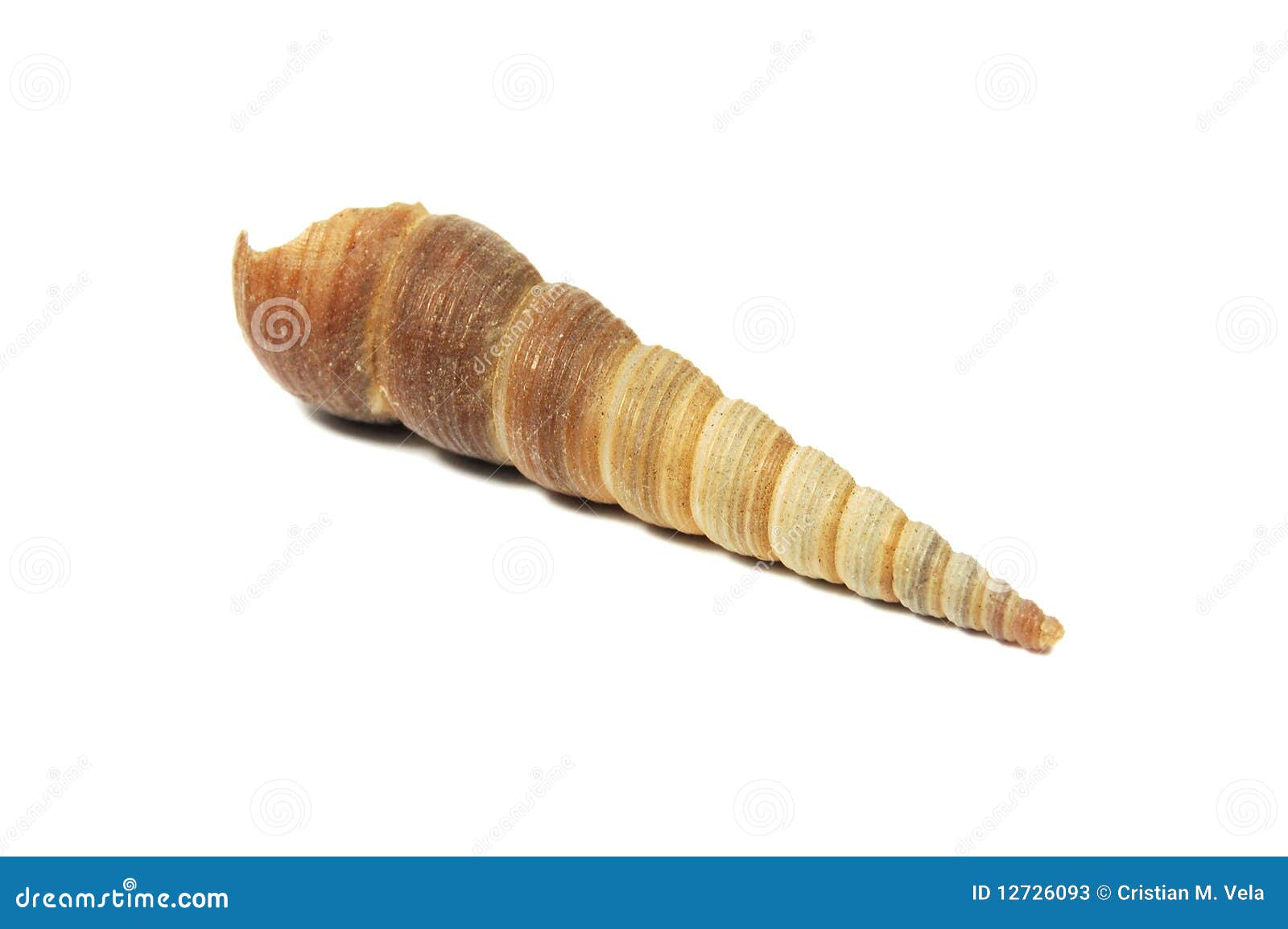 Seashell stock image. Image of seashell, oceanside, house - 12726093