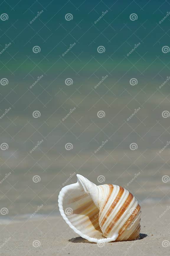 Seashell stock image. Image of beautiful, marine, island - 1367907